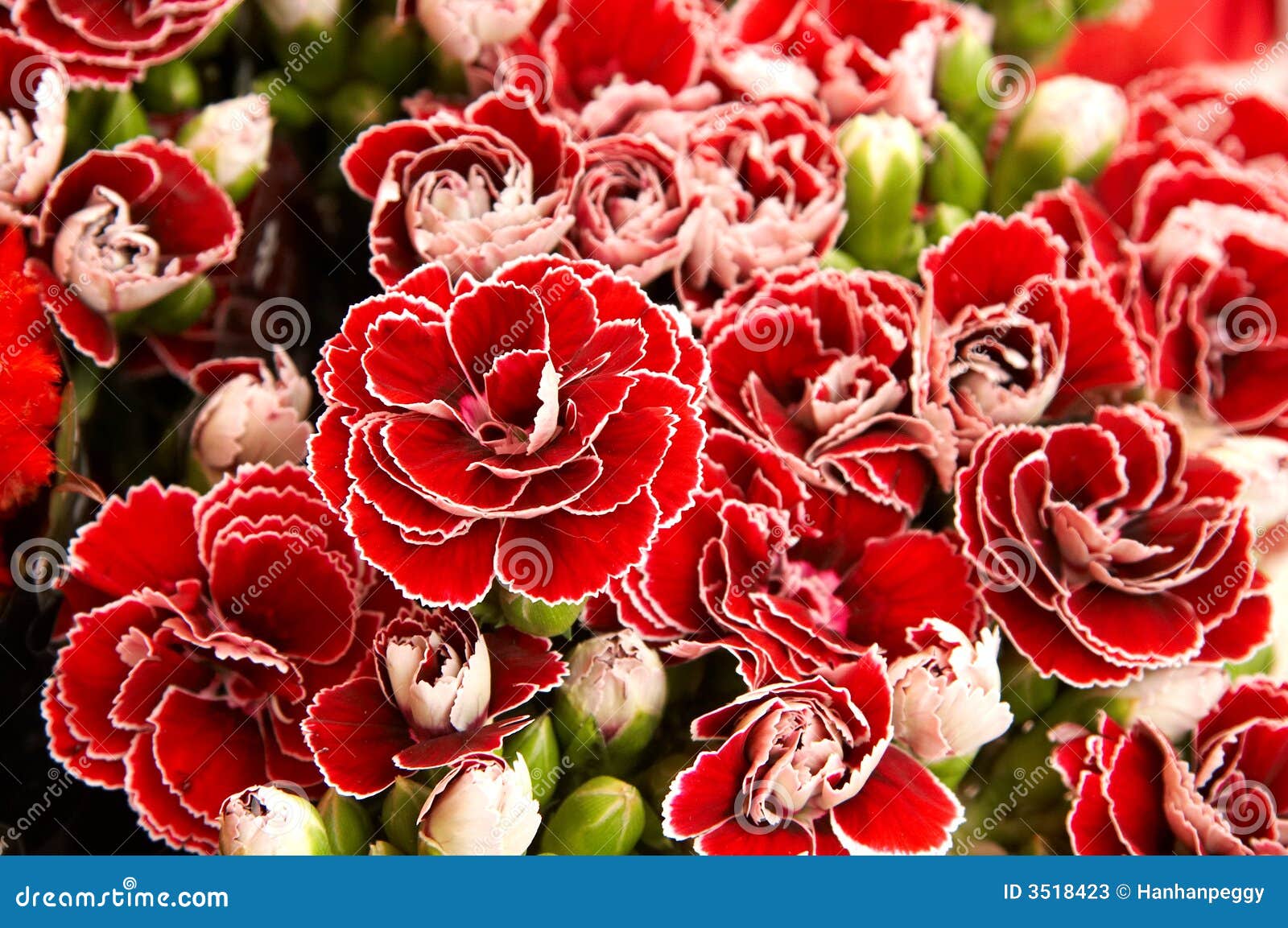 Clavel rojo imagen de archivo. Imagen de delicado, rojo - 3518423