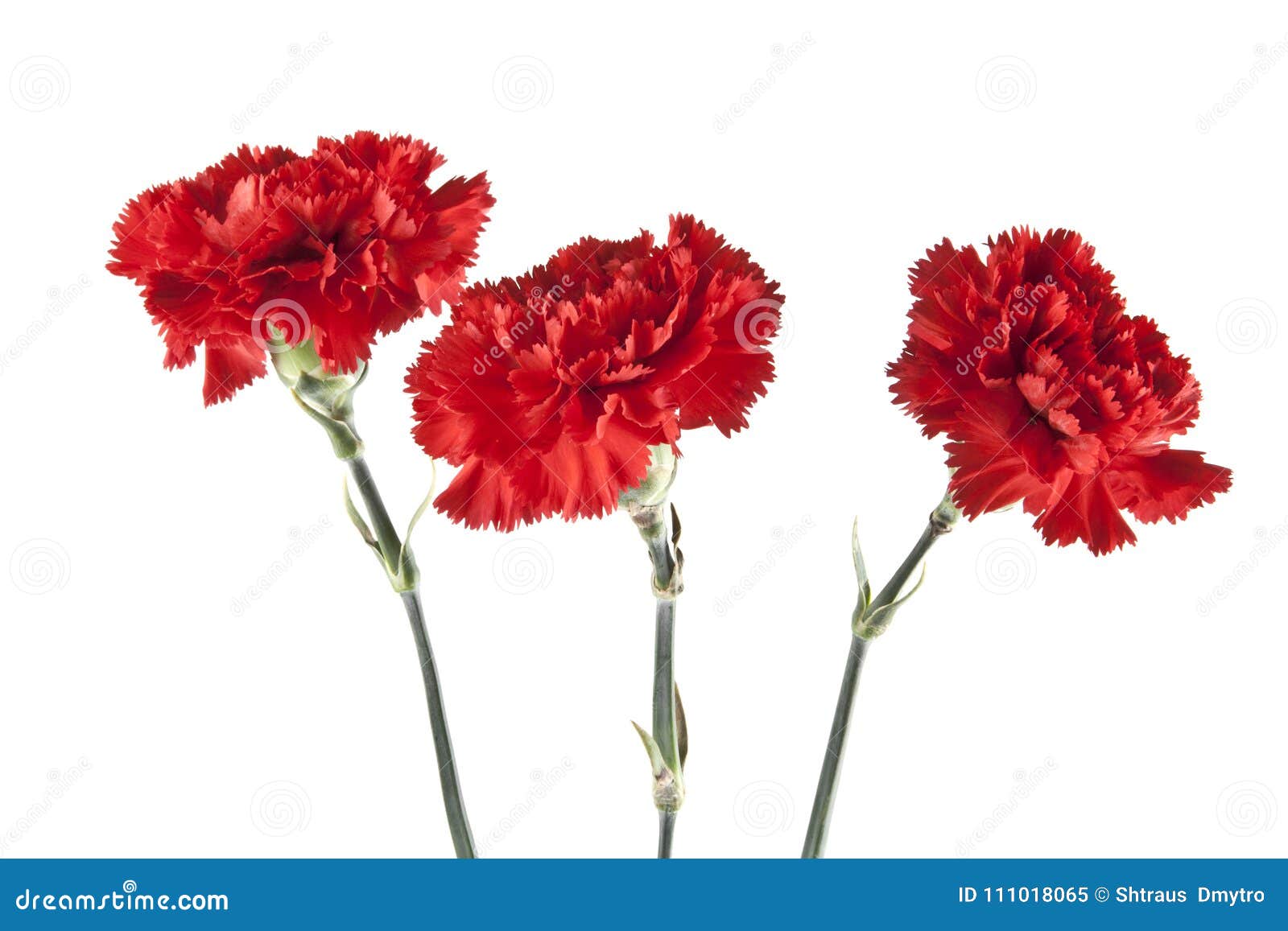 Clavel Rojo Aislado En Blanco Imagen de archivo - Imagen de presente ...