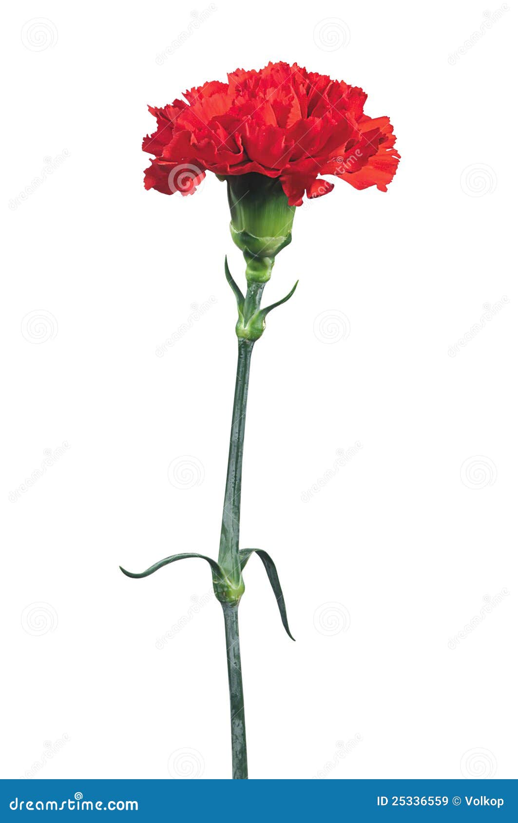 Clavel Rojo Aislado En Blanco Imagen de archivo - Imagen de descriptivo ...