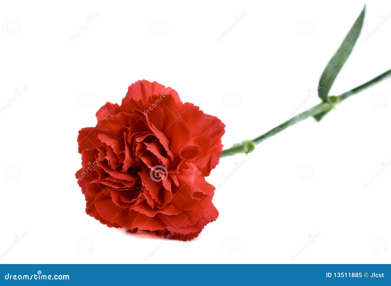 Clavel Rojo En El Fondo Blanco Imagen de archivo - Imagen de tiro ...