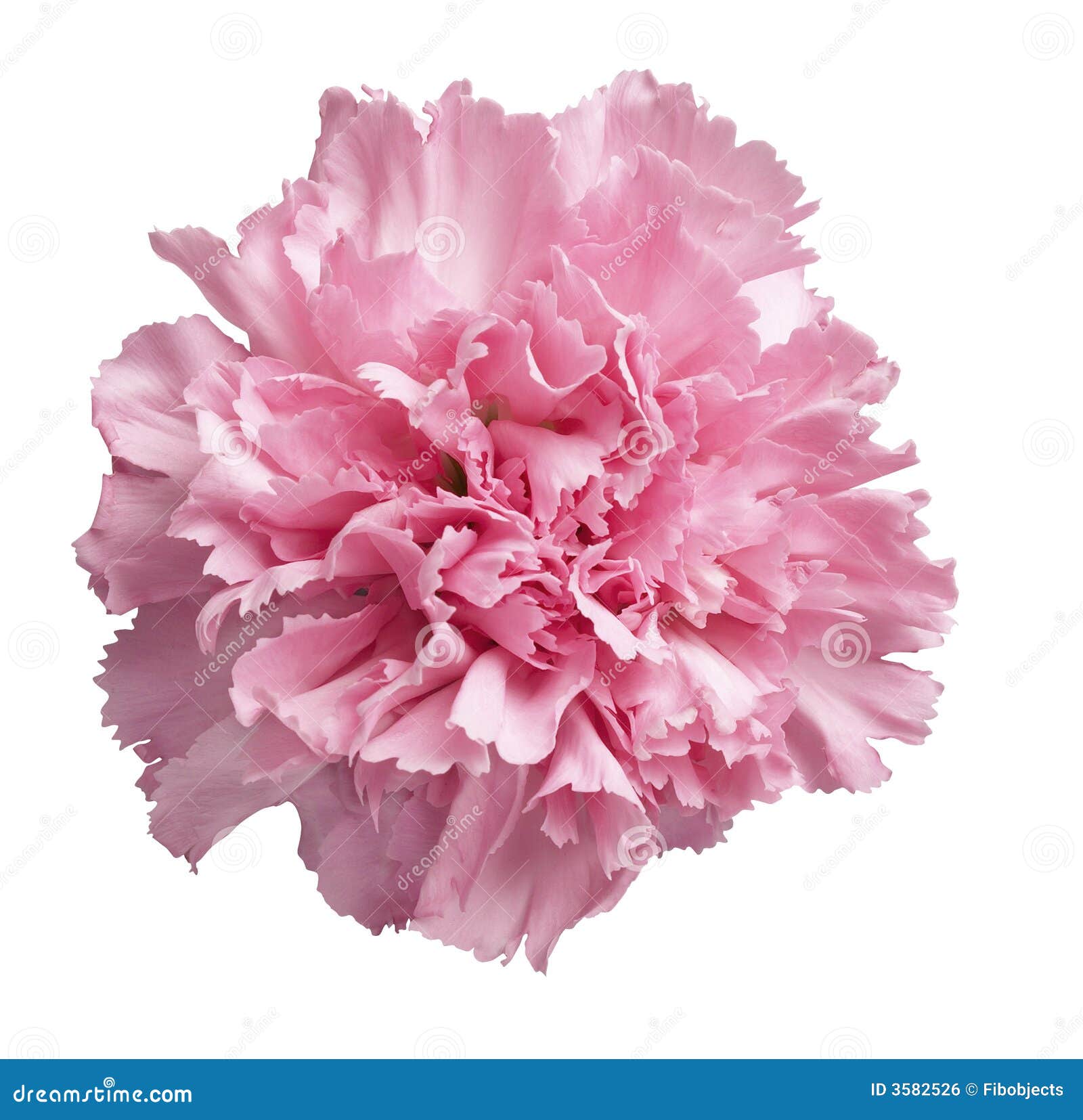 Clavel rosado foto de archivo. Imagen de rosa, verano - 3582526