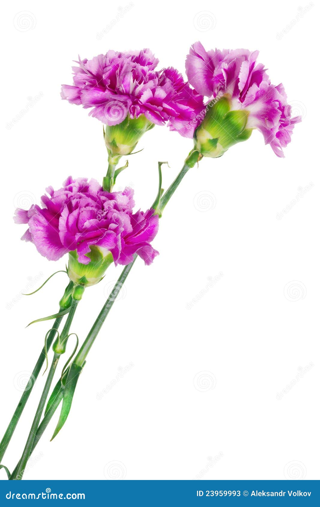 Clavel rosado solo tres imagen de archivo. Imagen de rosa - 23959993