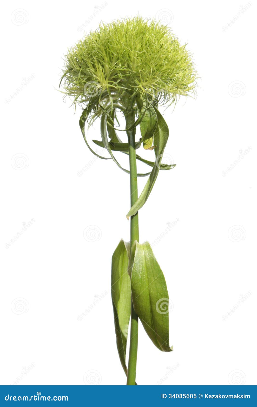 Clavel Verde Aislado En Blanco Imagen de archivo - Imagen de dulce ...