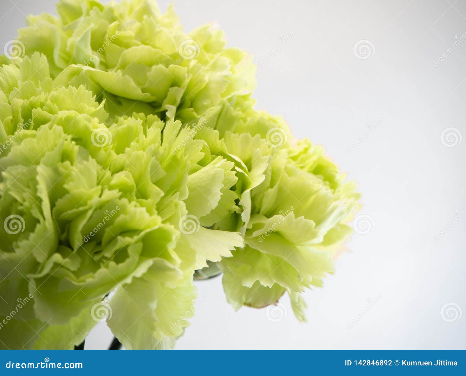 Clavel Verde En El Fondo Blanco Foto de archivo - Imagen de primer ...