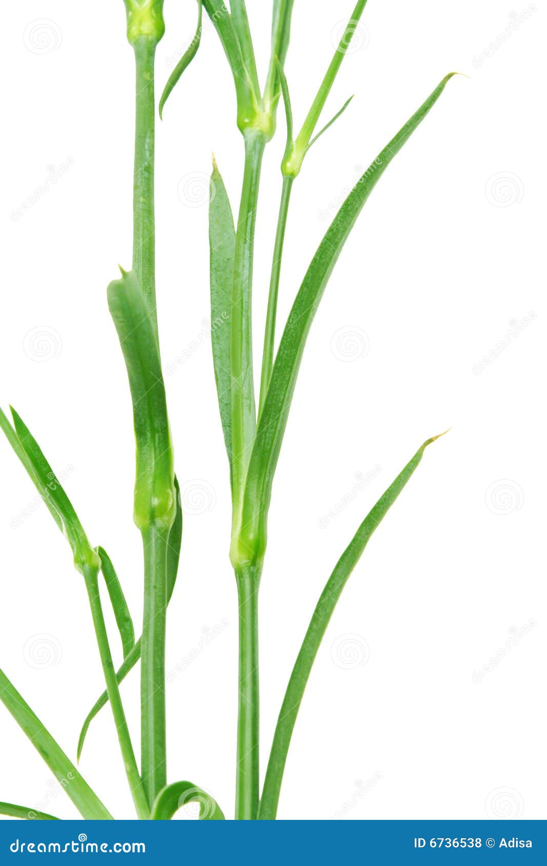 Claveles foto de archivo. Imagen de pétalos, brotes, planta - 6736538