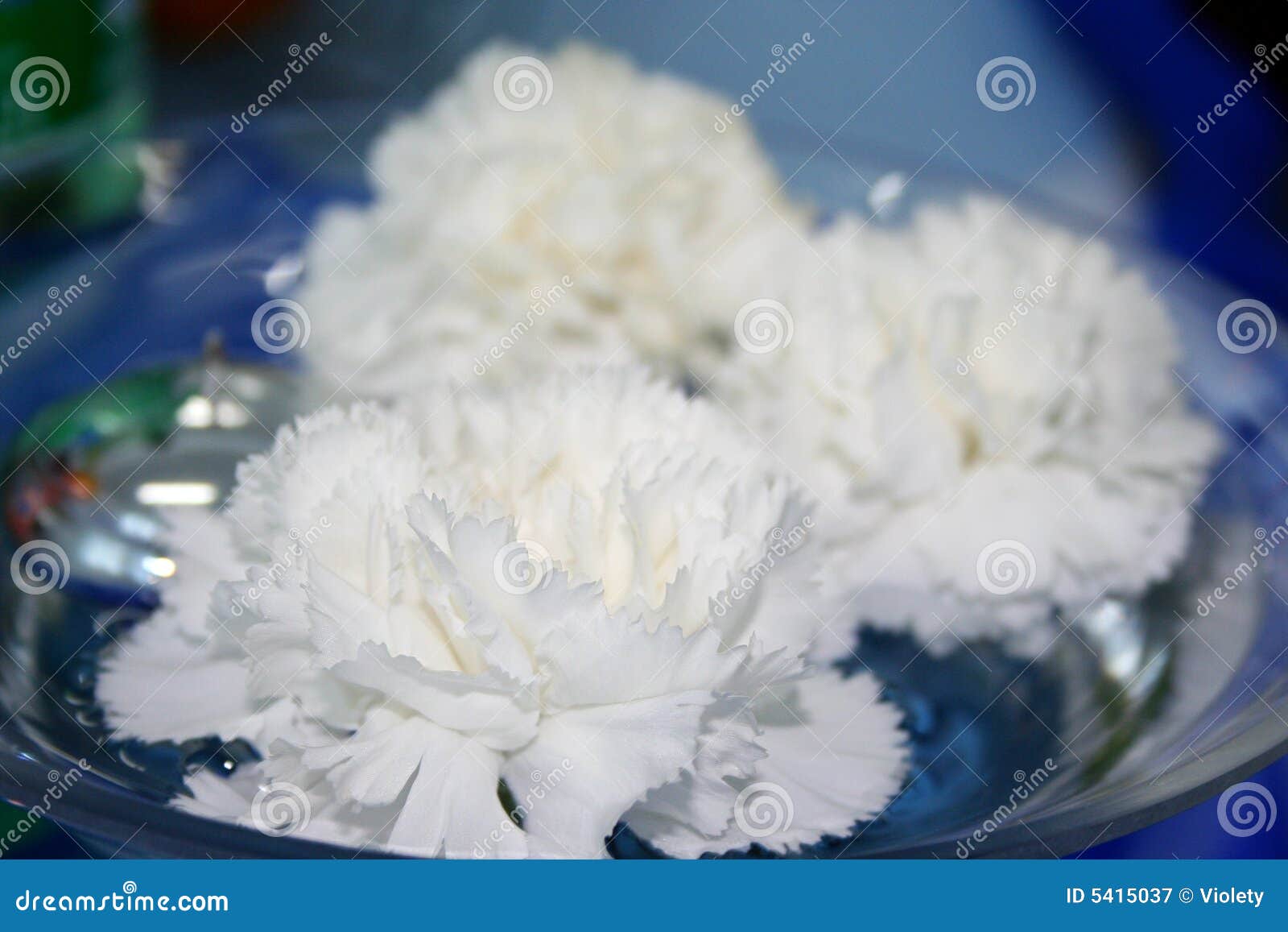 Claveles blancos imagen de archivo. Imagen de hojas, ornamento - 5415037