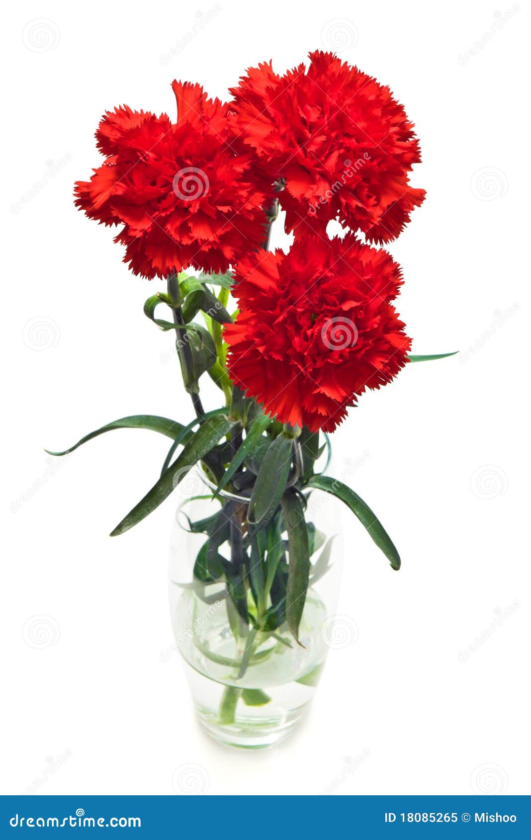 Claveles rojos imagen de archivo. Imagen de elegante - 18085265