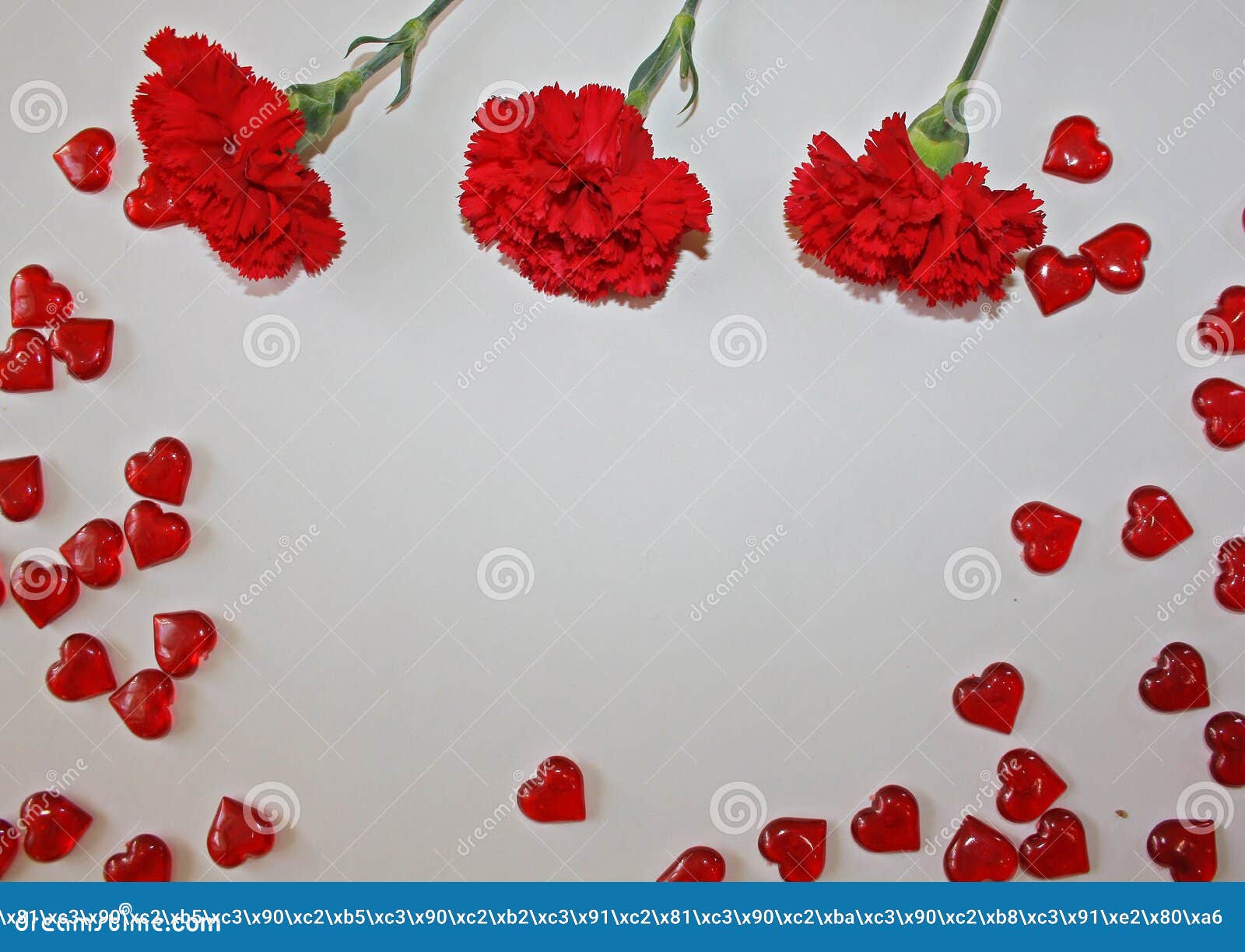 Claveles Rojos En Un Fondo Blanco Foto de archivo - Imagen de blanco ...