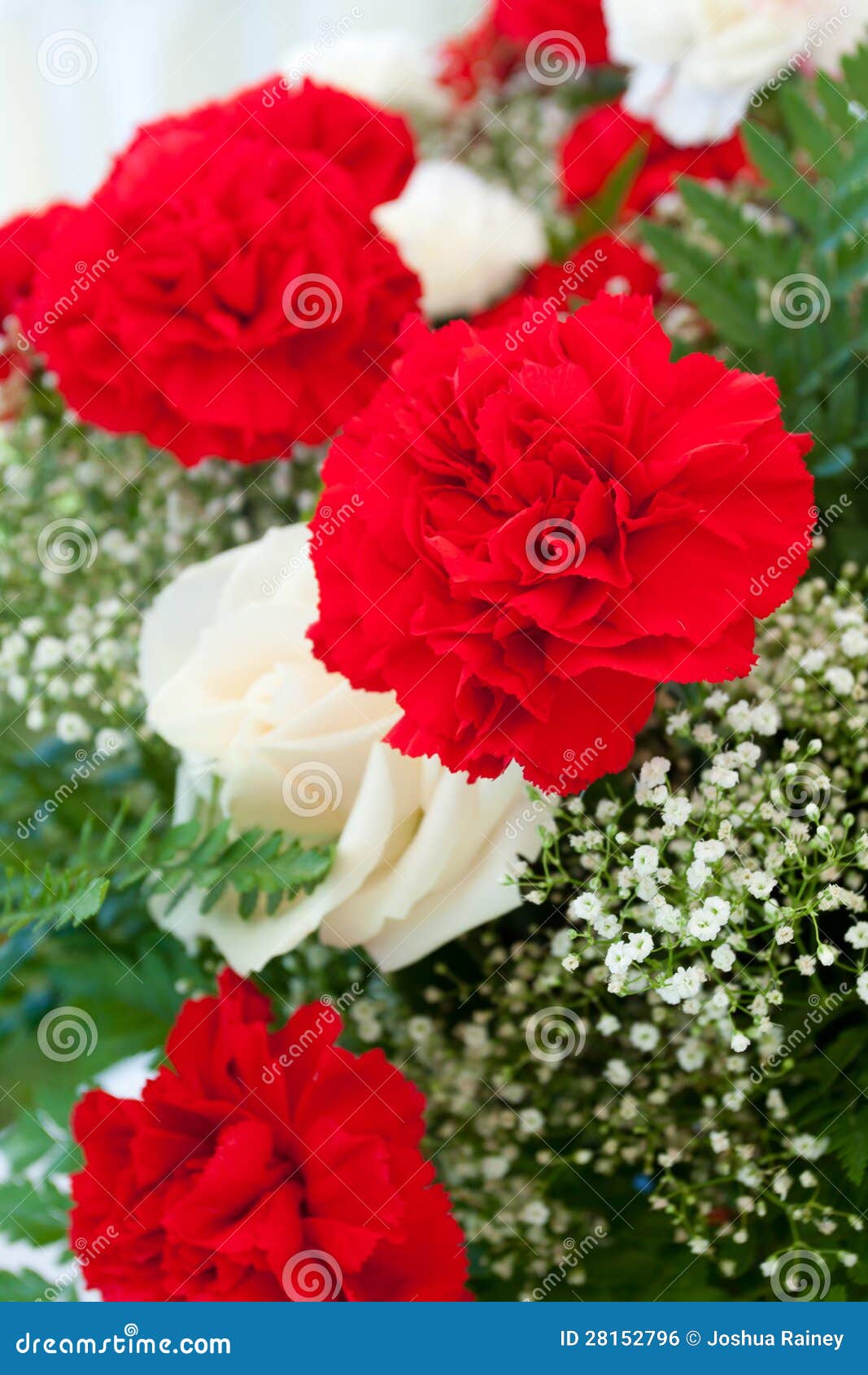 Claveles rojos y blancos foto de archivo. Imagen de rojo - 28152796