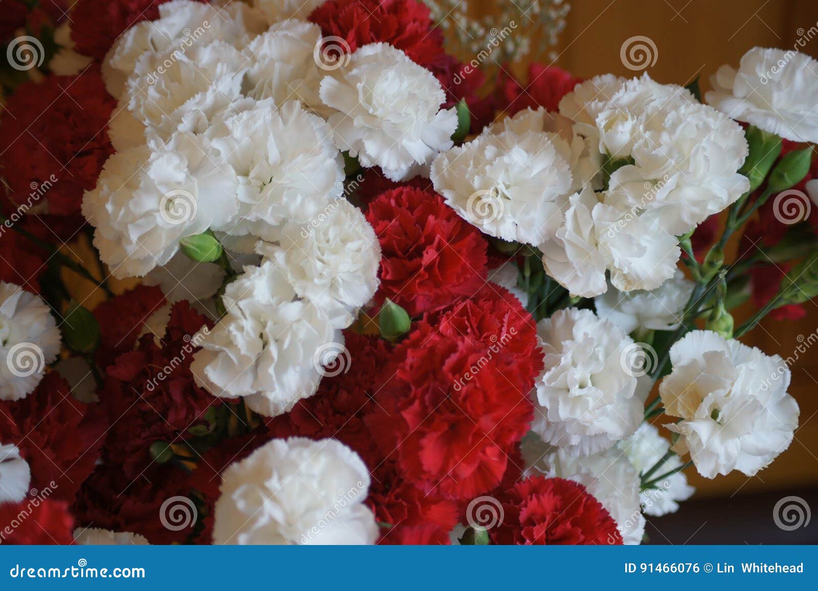 Claveles rojos y blancos foto de archivo. Imagen de flores - 91466076