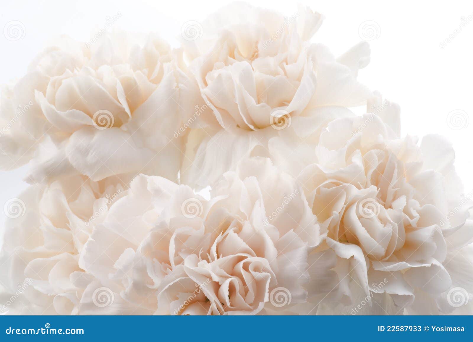 Claveles rosas claros imagen de archivo. Imagen de floral - 22587933