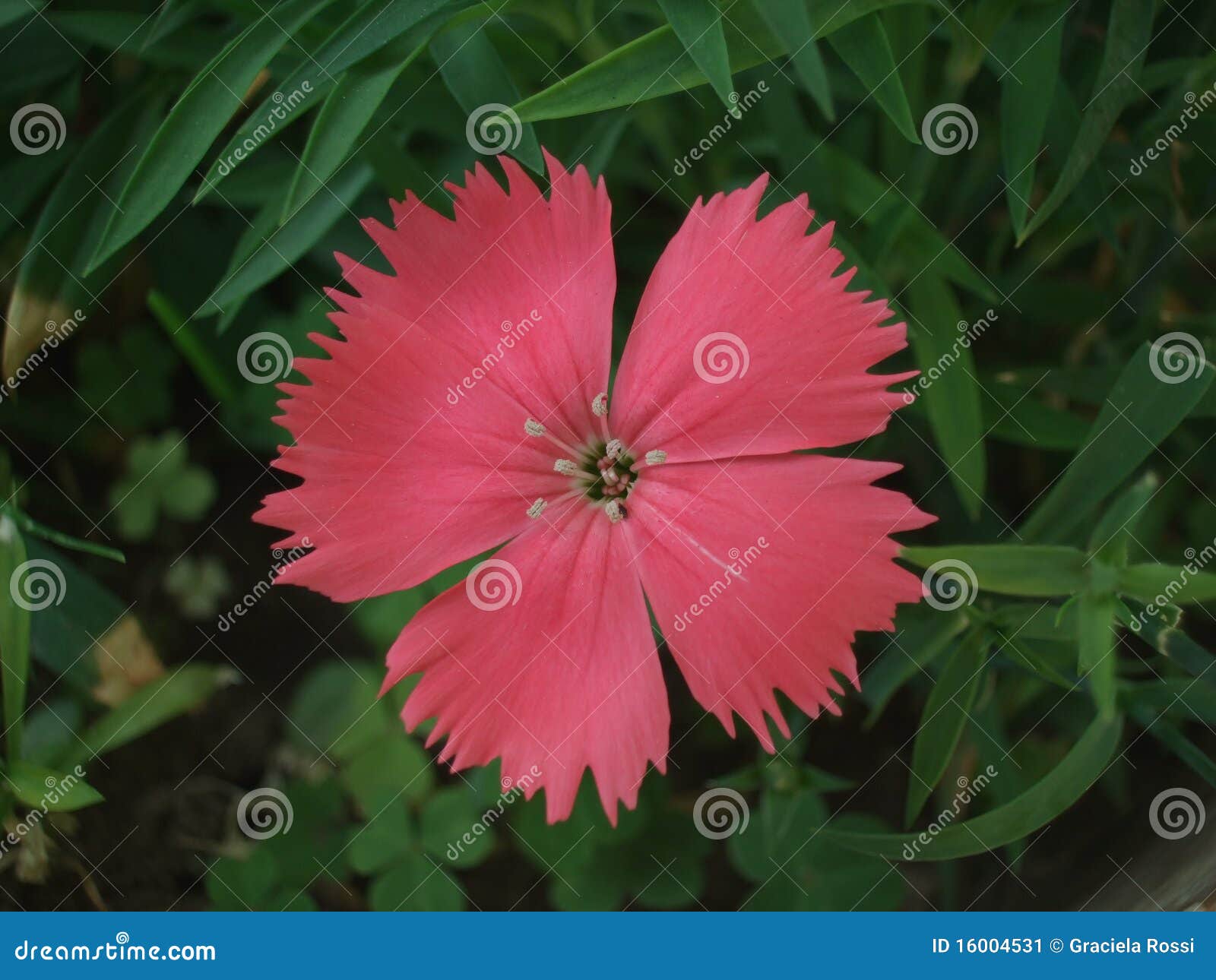Clavelina, pink flower stock image. Image of color, life - 16004531