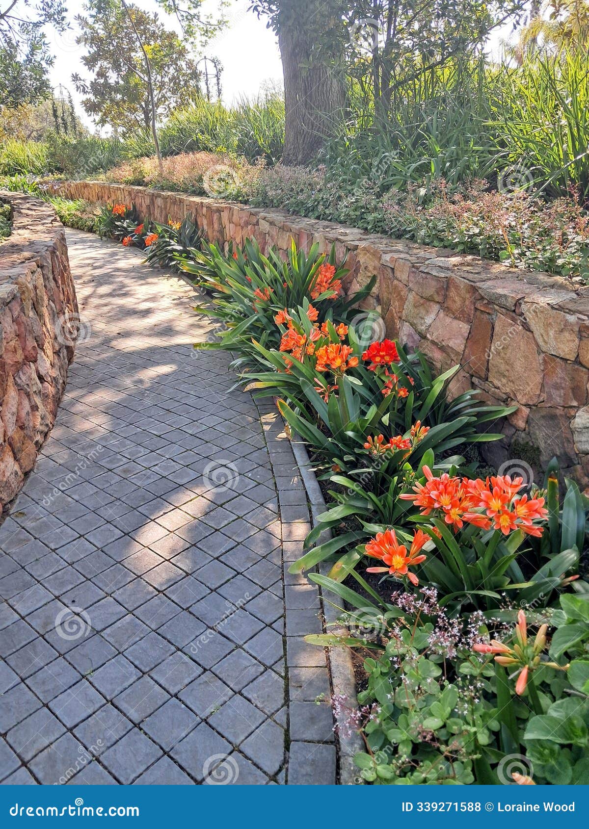 Clavia Pathway Display stock photo. Image of garden - 339271588