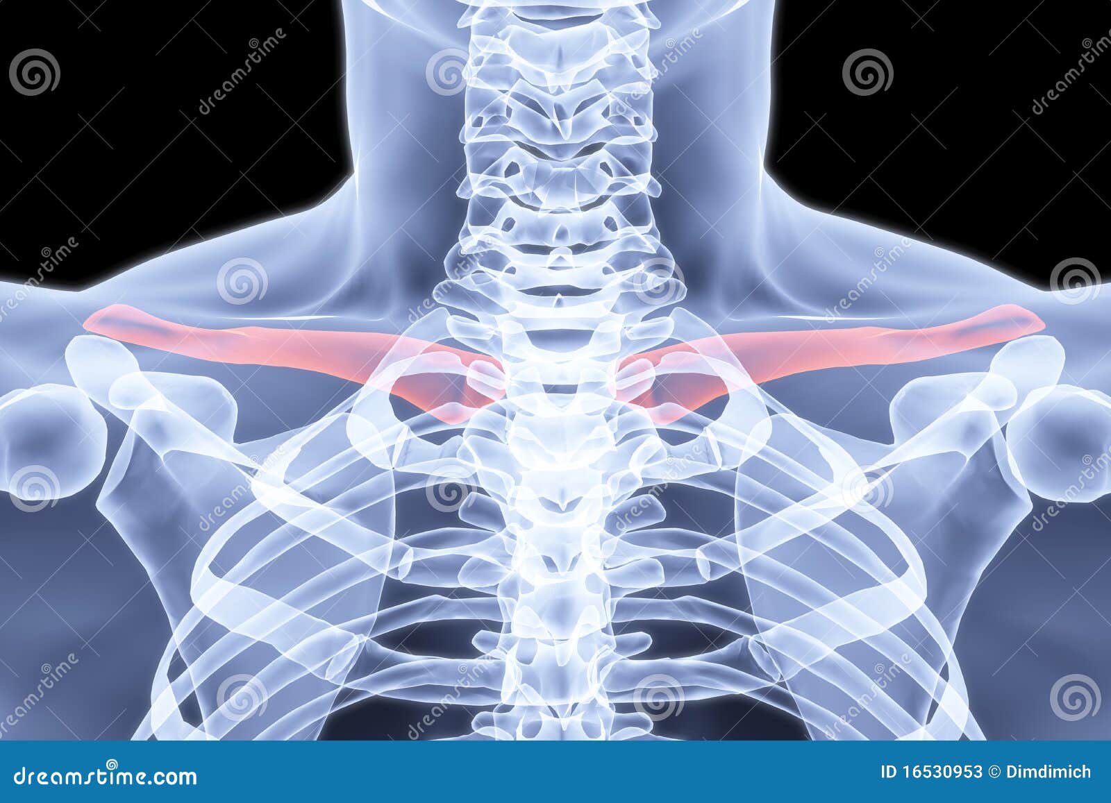 Clavicle Cartoons, Illustrations & Vector Stock Images - 2315 Pictures ...