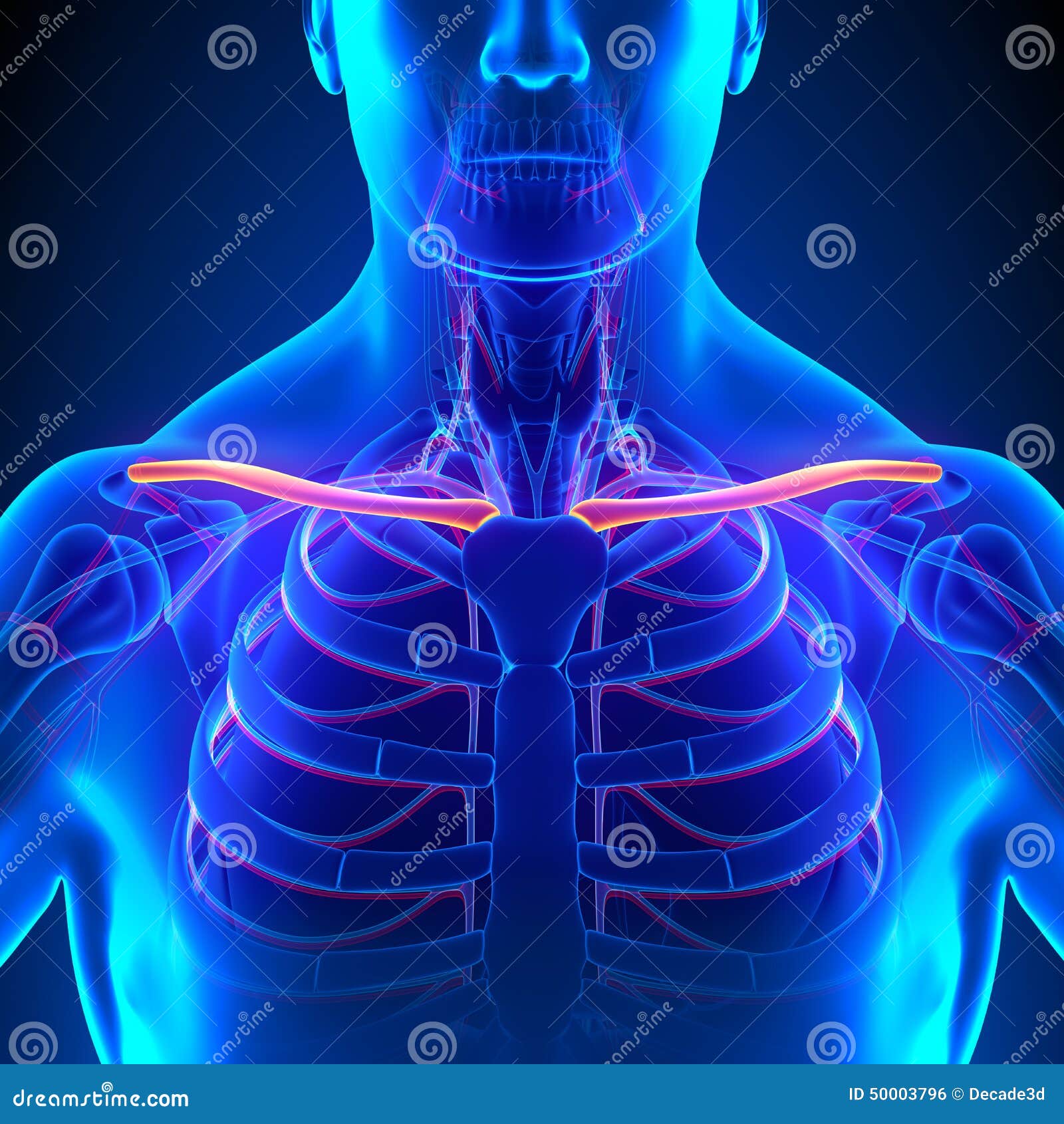 Clavicle Bone Anatomy With Circulatory System Stock Illustration ...