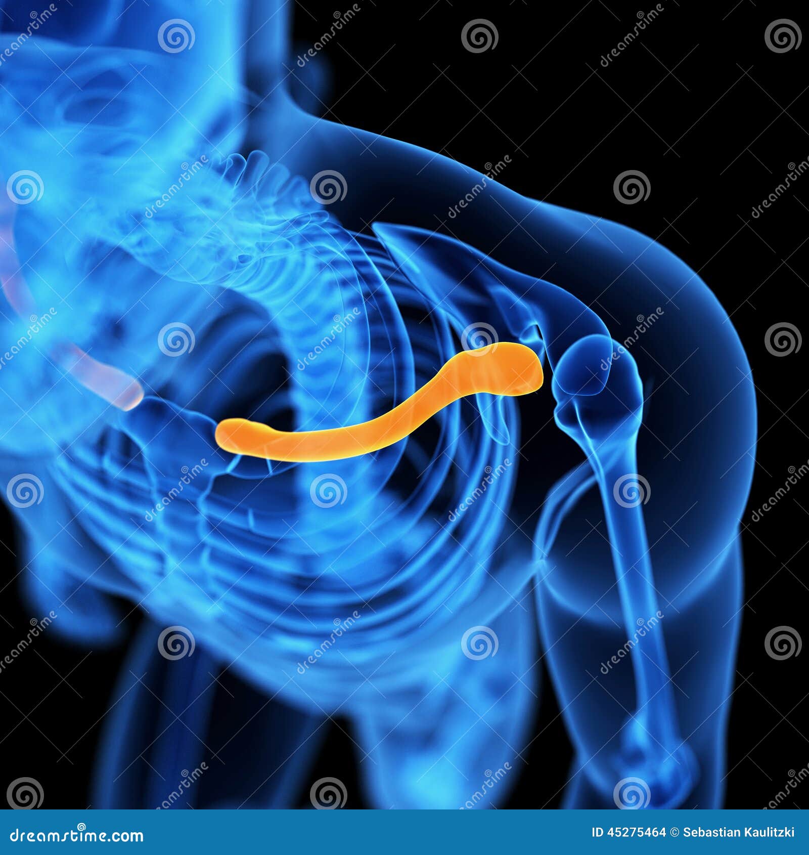 The clavicle bone stock illustration. Illustration of clavicle - 45275464