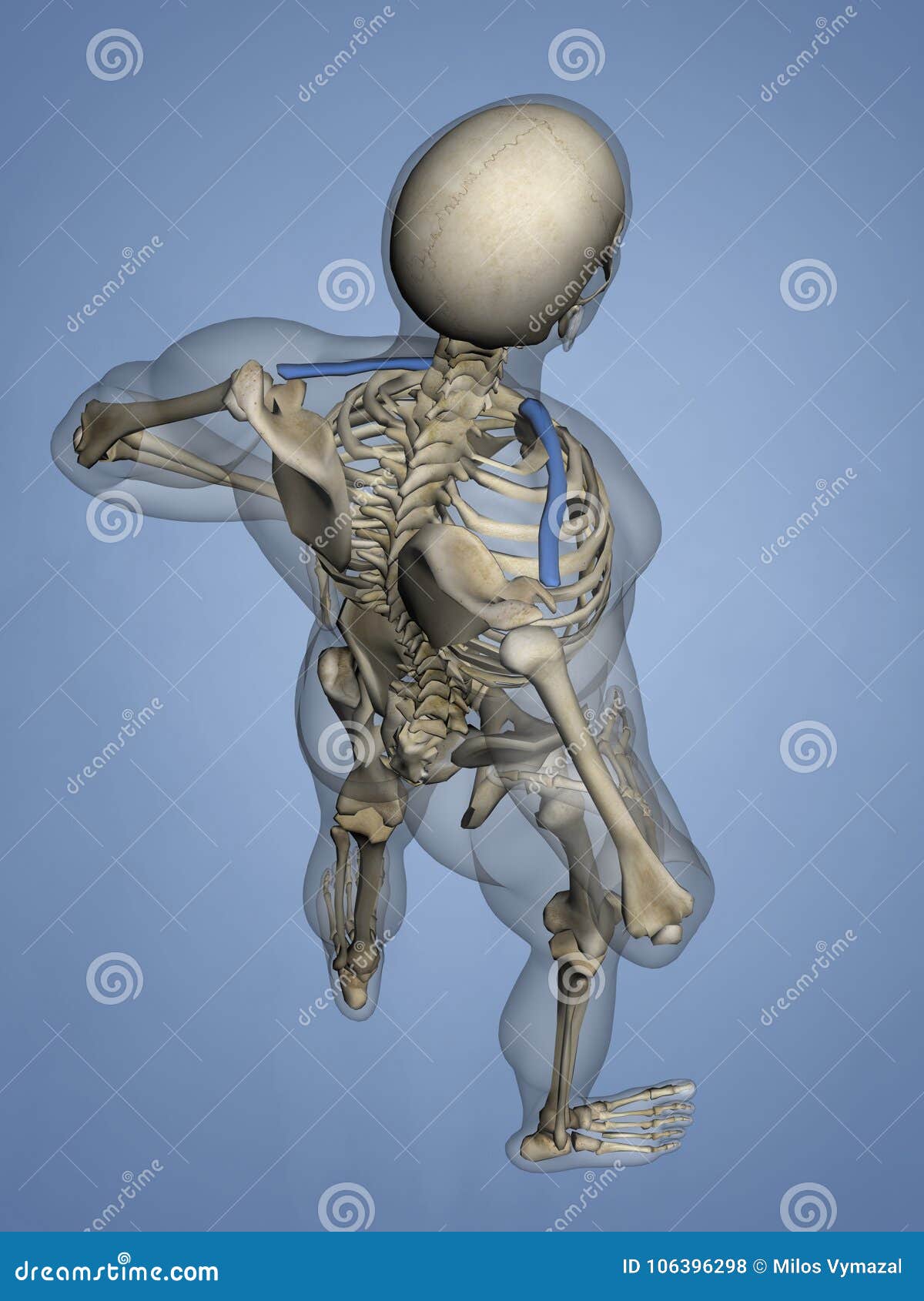 Clavicle M-SKEL-CLAVICLE 9, 3D Model Stock Illustration - Illustration ...