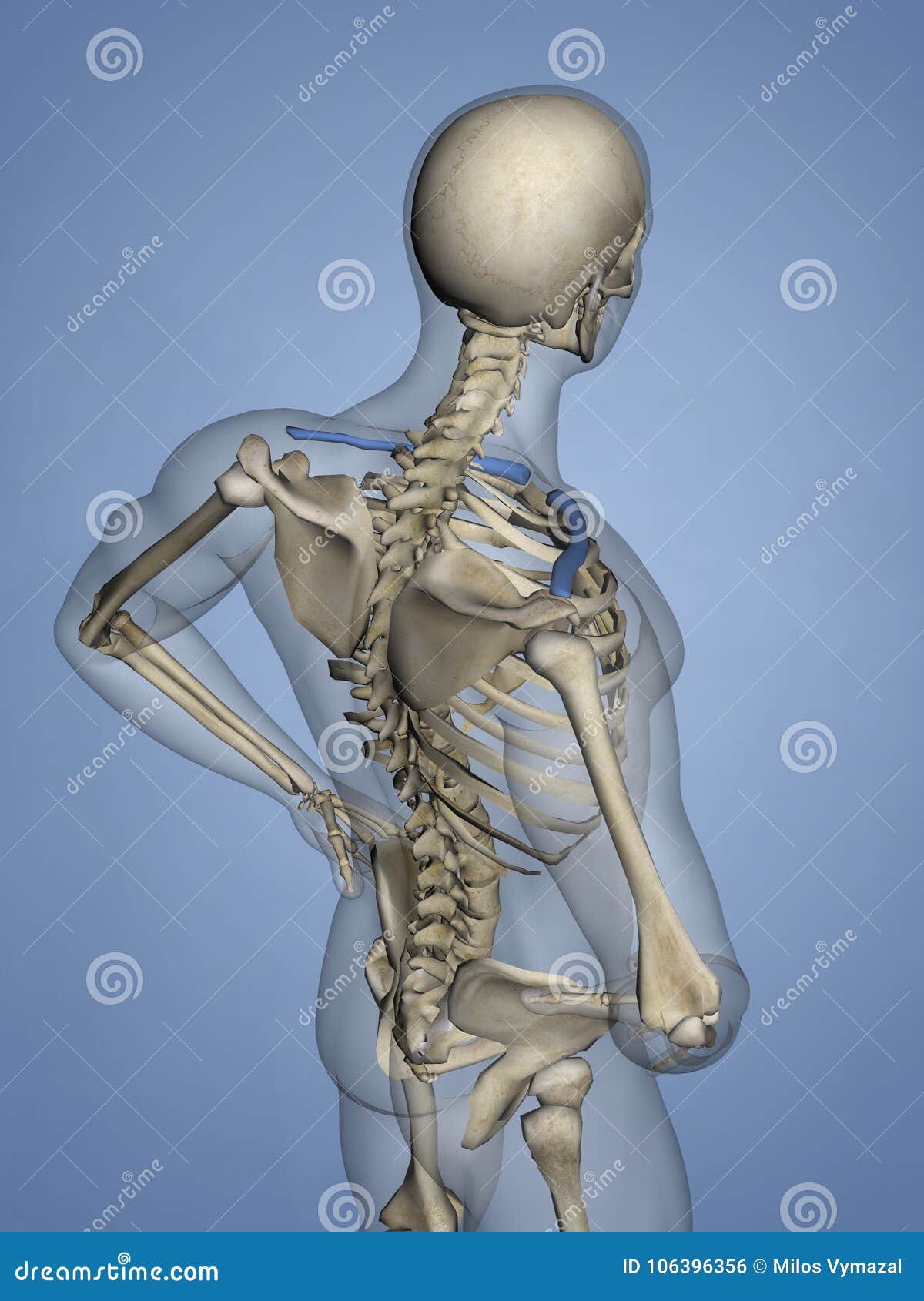 Clavicle M-SKEL-CLAVICLE 104, 3D Model Stock Illustration ...