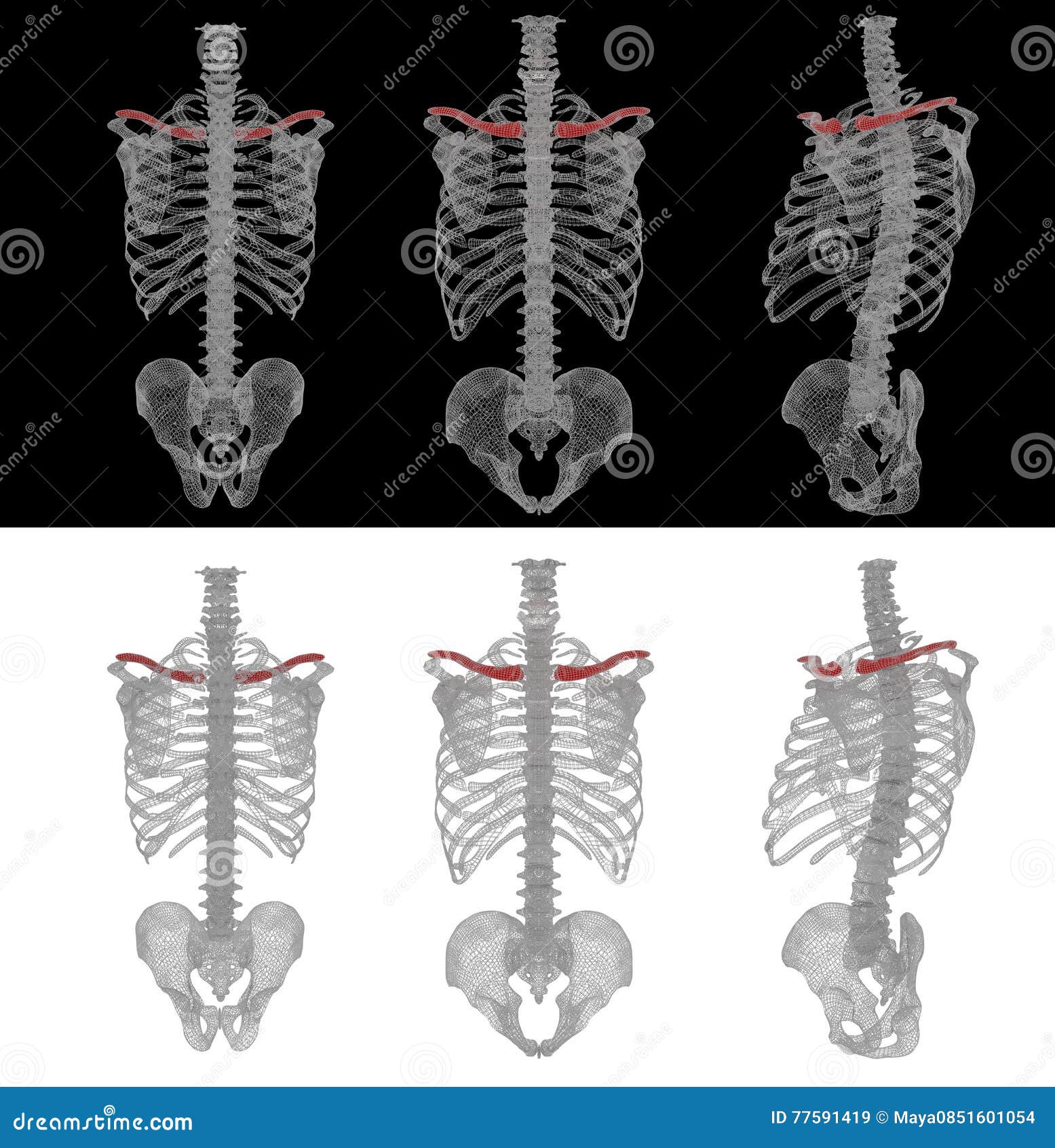 Clavicle stock illustration. Illustration of anatomy - 77591419