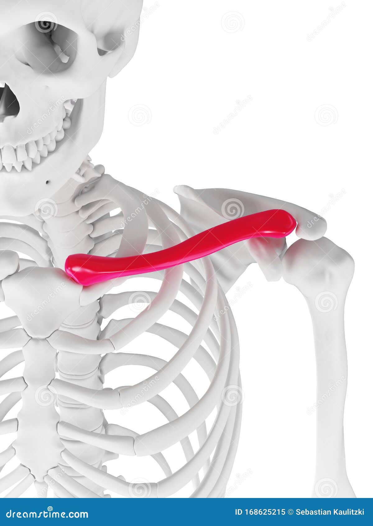 The clavicle stock illustration. Illustration of accurate - 168625215