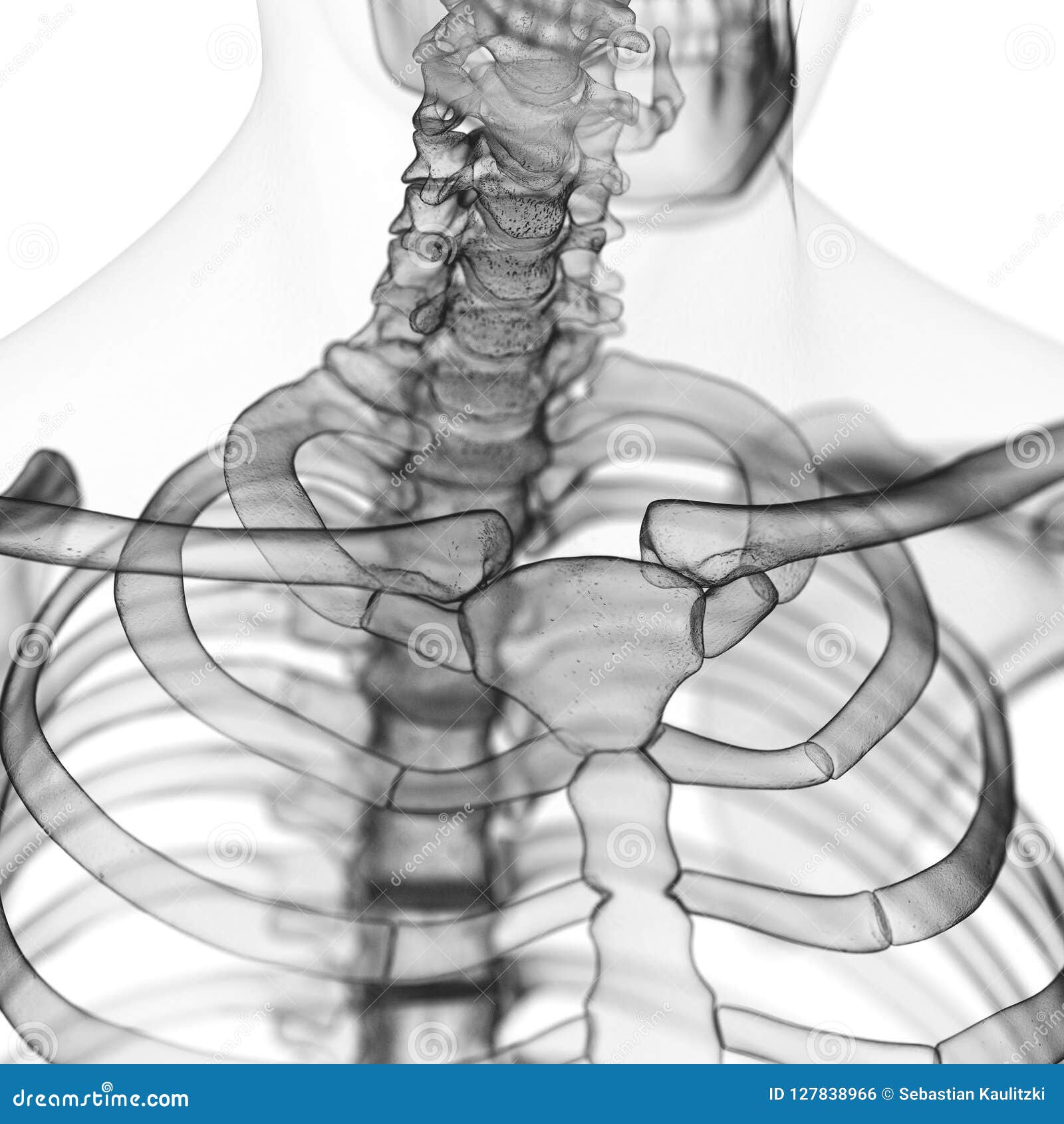 The clavicle stock illustration. Illustration of healthy - 127838966