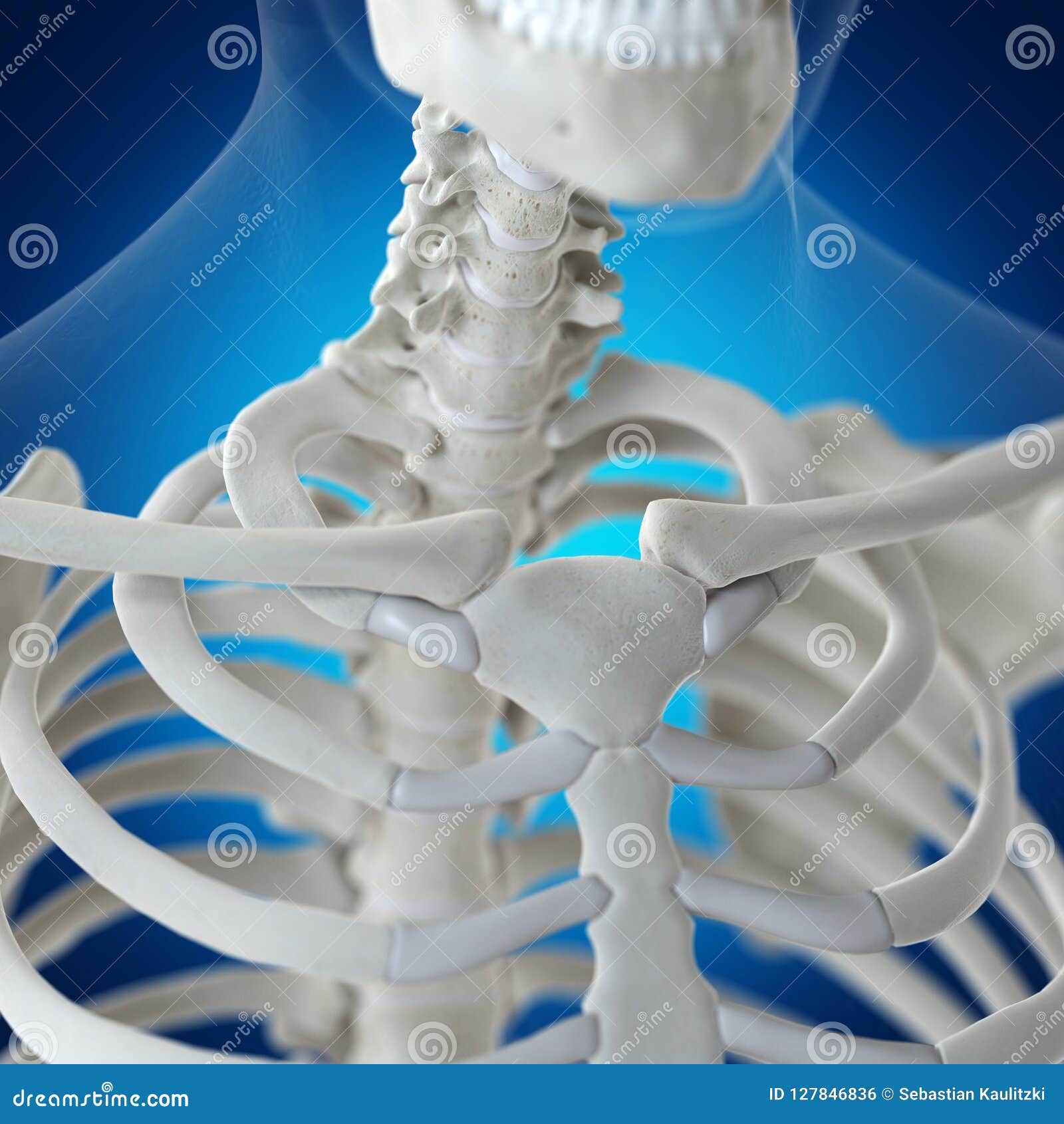 The clavicle stock illustration. Illustration of health - 127846836