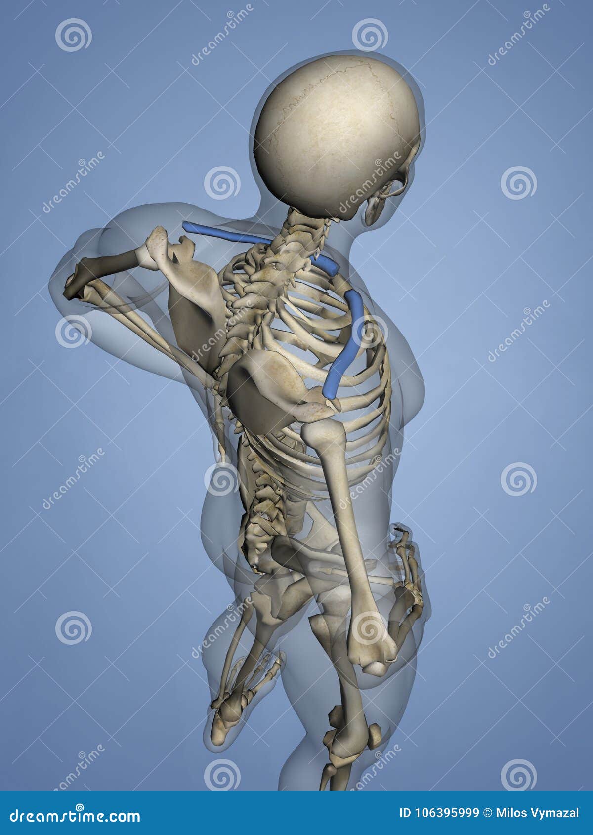Clavicle M-SKEL-CLAVICLE 103, 3D Model Stock Illustration ...