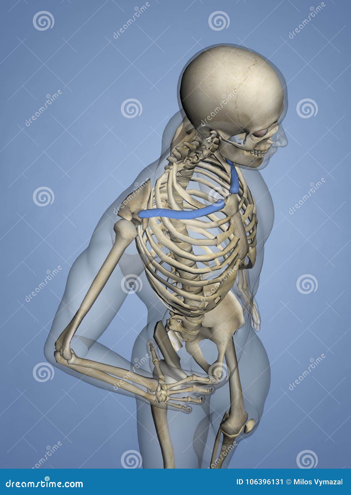 Clavicle M-SKEL-CLAVICLE 102, 3D Model Stock Illustration ...