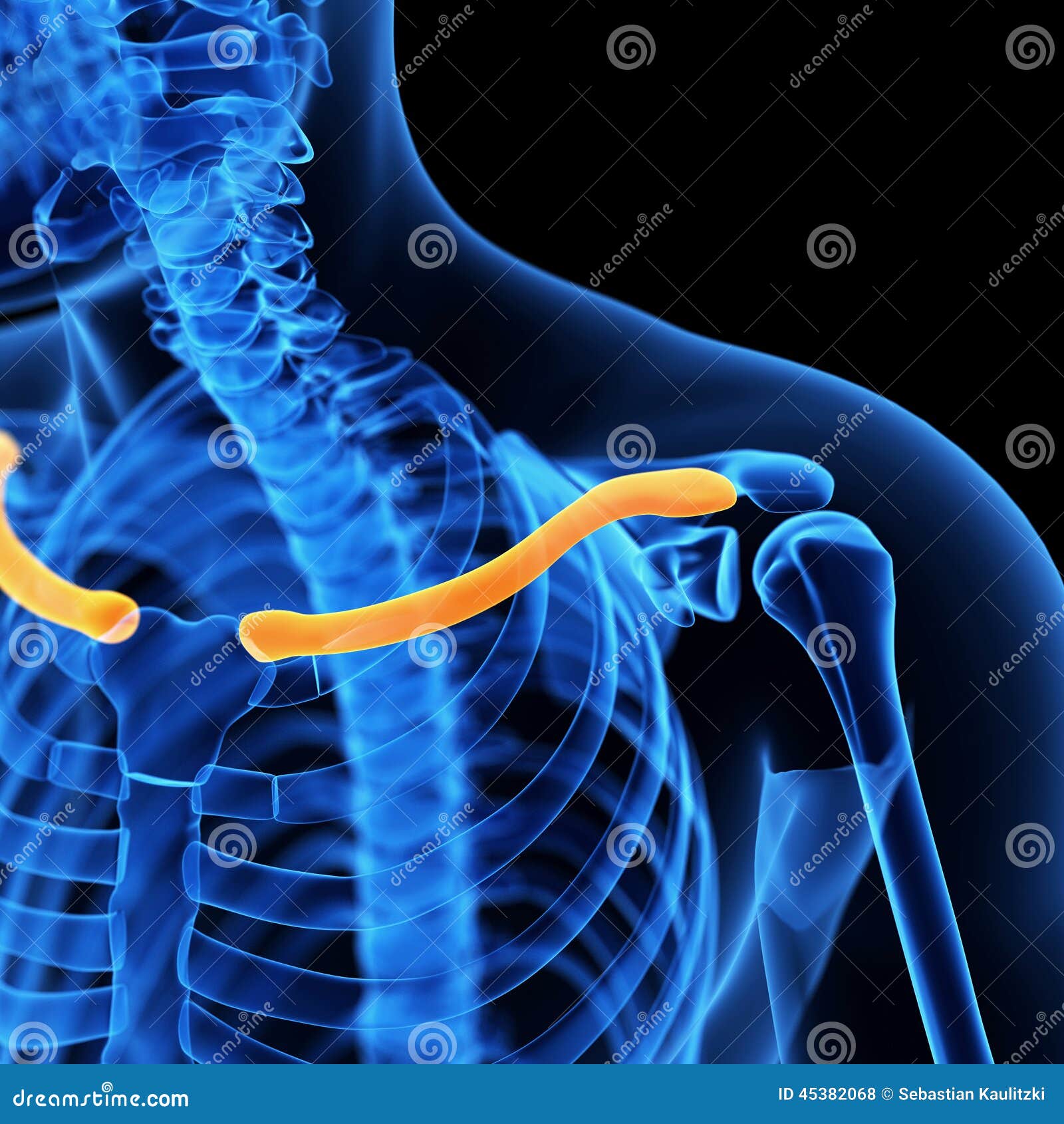 The clavicle stock illustration. Illustration of anatomy - 45382068