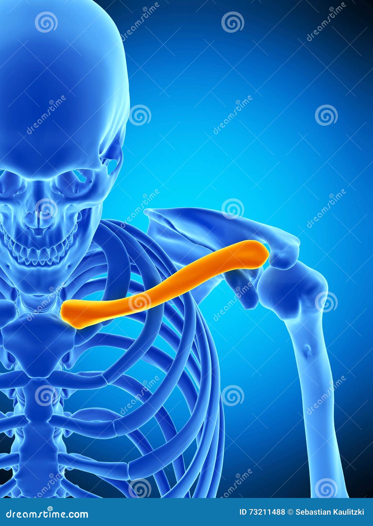 The clavicle stock illustration. Illustration of clavicle - 73211488