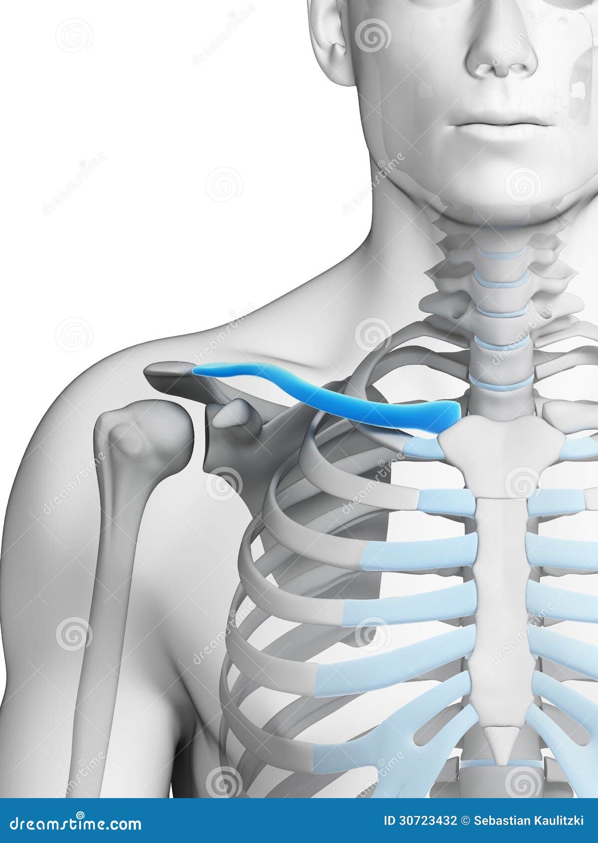 Clavicola evidenziata illustrazione di stock. Illustrazione di medico ...