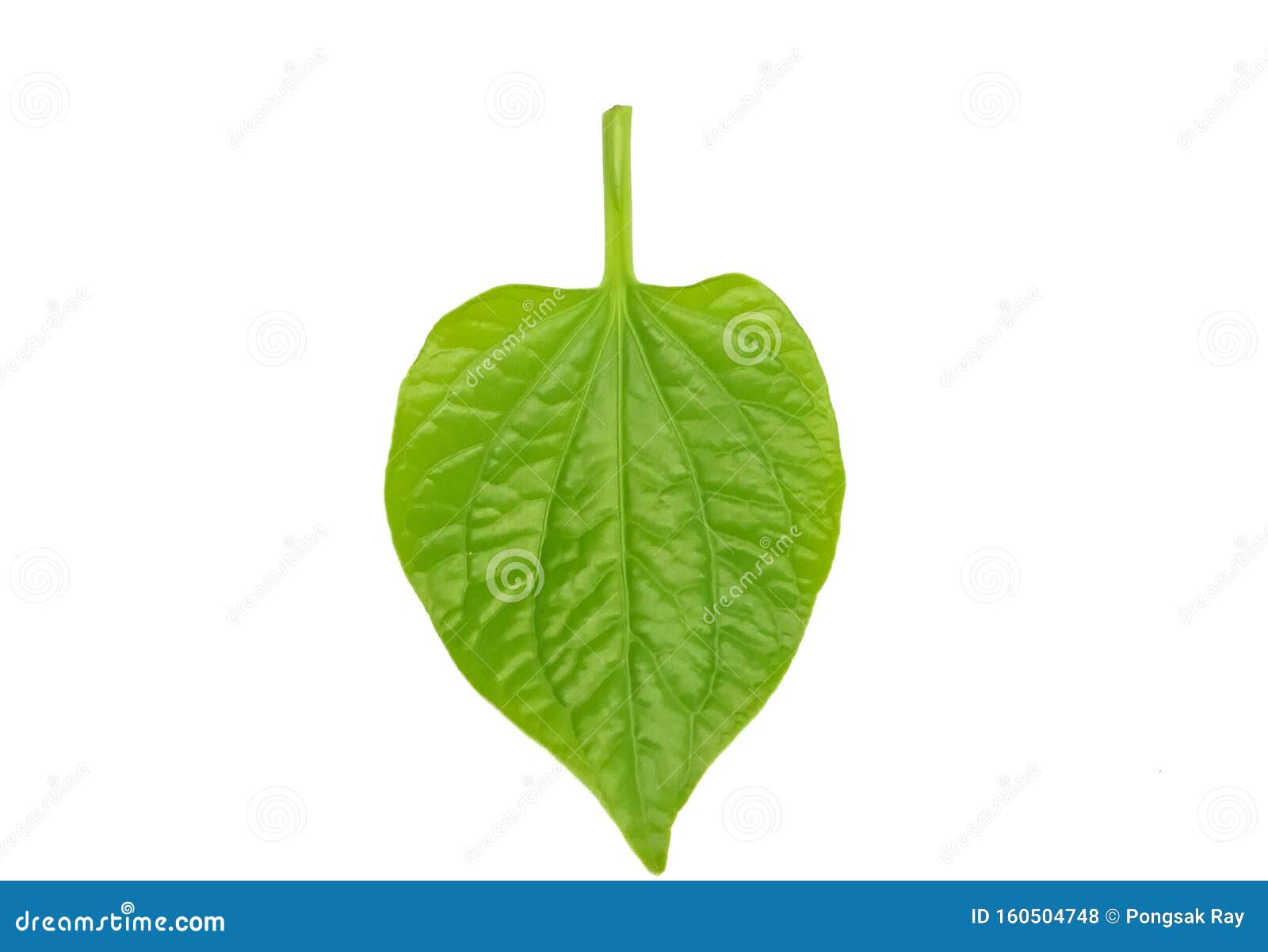 Clavo Verde Claro Sobre Fondo Blanco Foto de archivo - Imagen de clavo ...