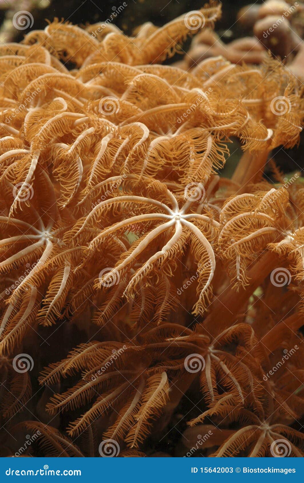 Clavularia coral polyps stock image. Image of gorgonian - 15642003