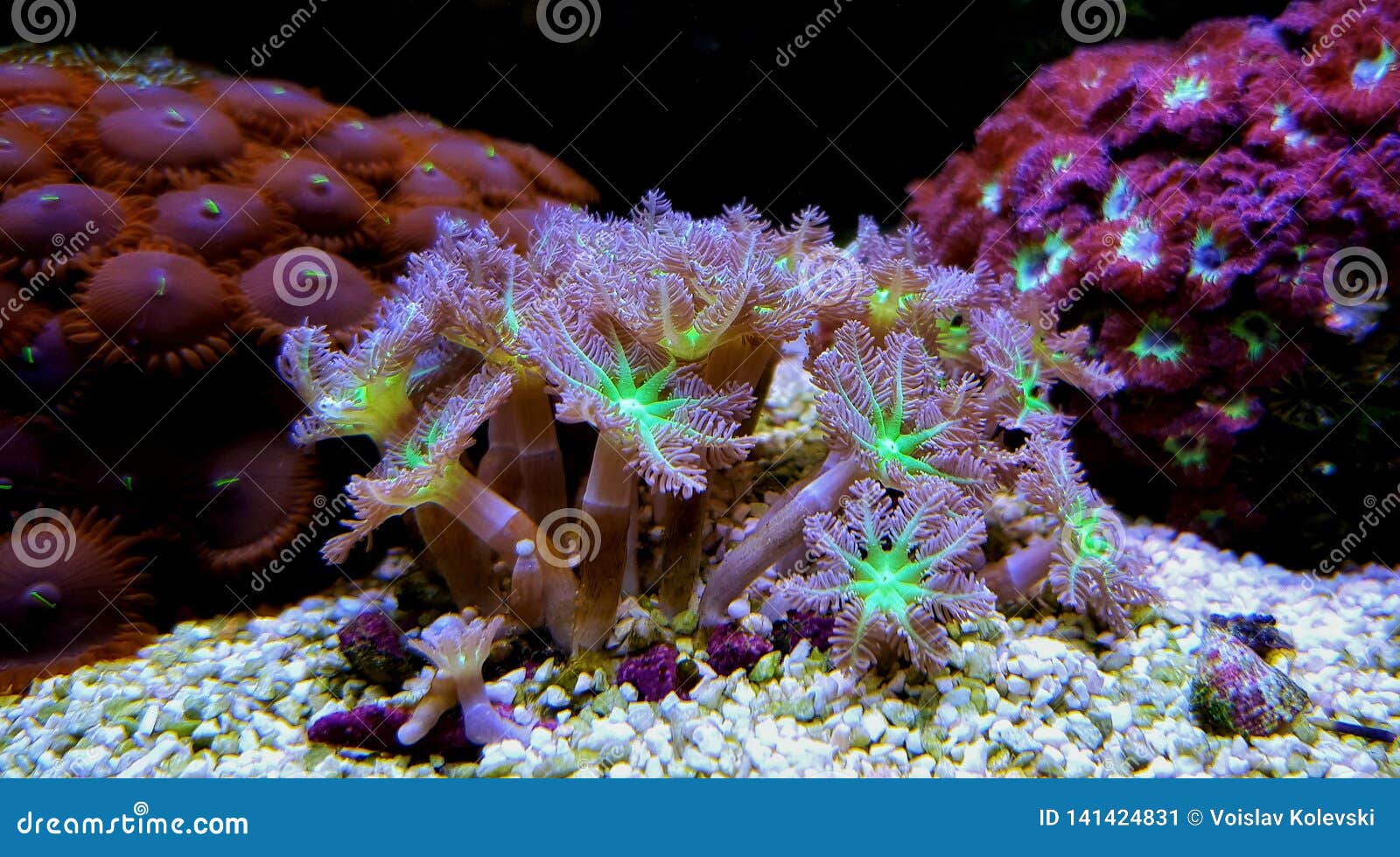 Clavularia Soft Glove Polyp - Clavularia Sp. Stock Image - Image of ...