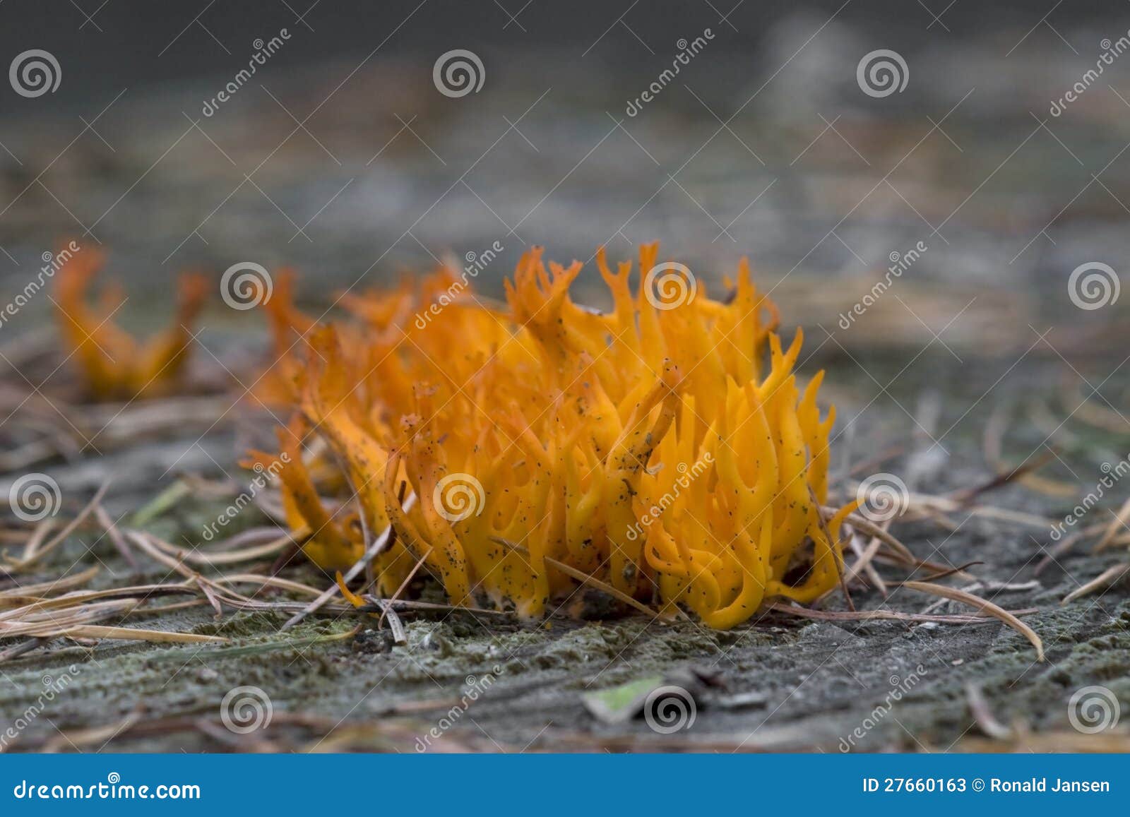 Clavulina stock image. Image of agaric, saprofyt, clavulina - 27660163