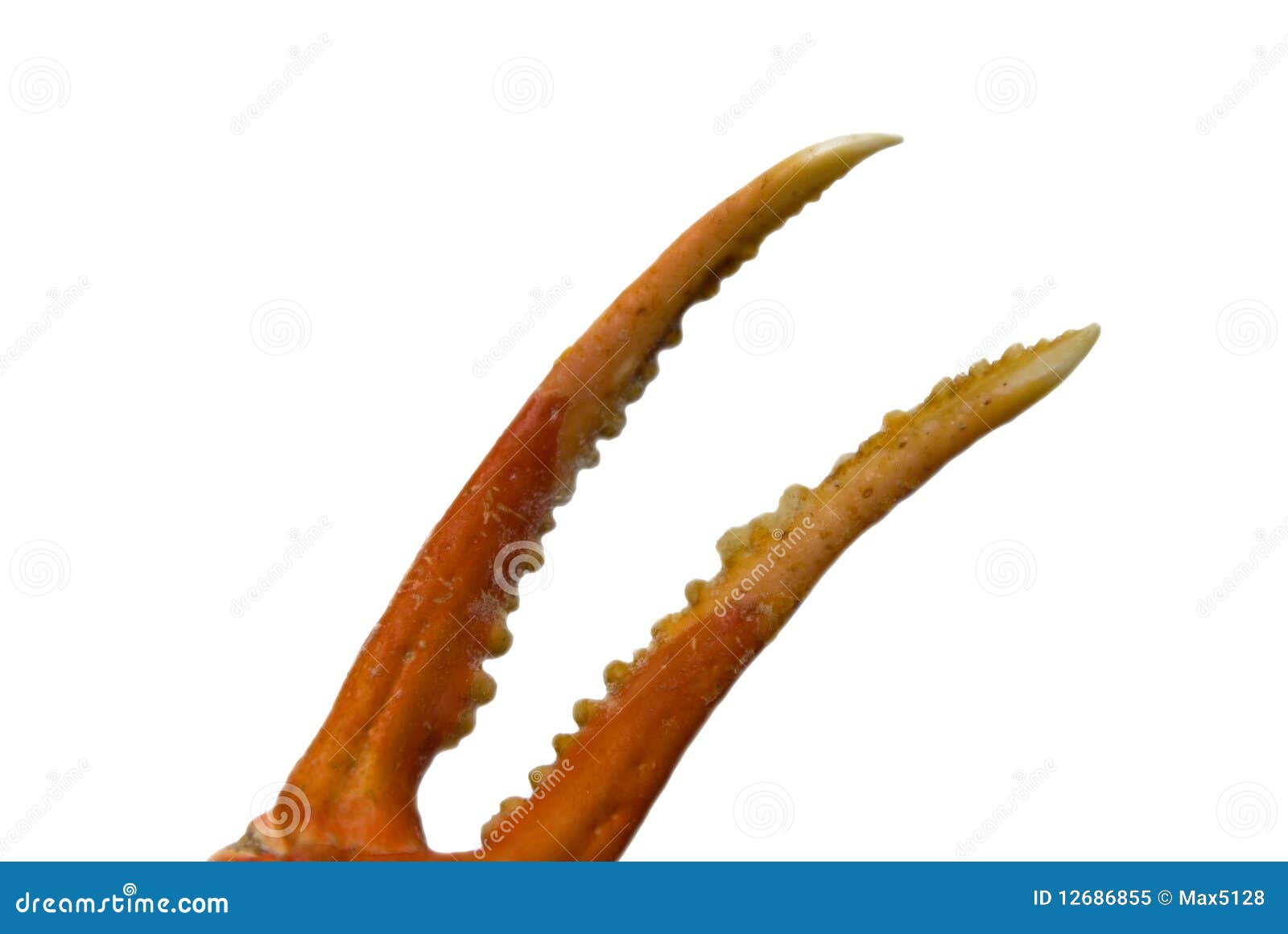 Claw stock image. Image of primitive, grab, sharp, unusual - 12686855