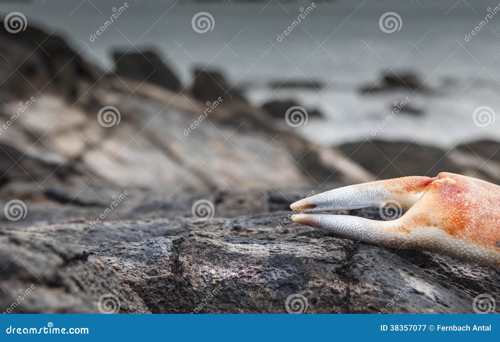 Claw stock image. Image of circle, clave, material, environment - 38357077