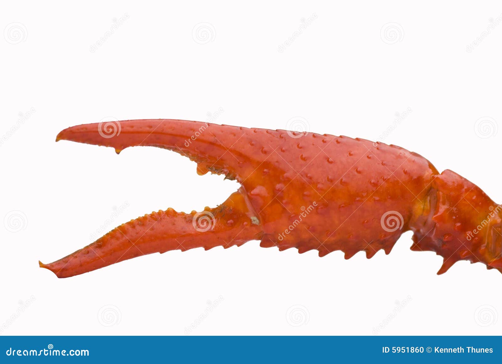 Claw stock photo. Image of white, dangerous, crawfish - 5951860