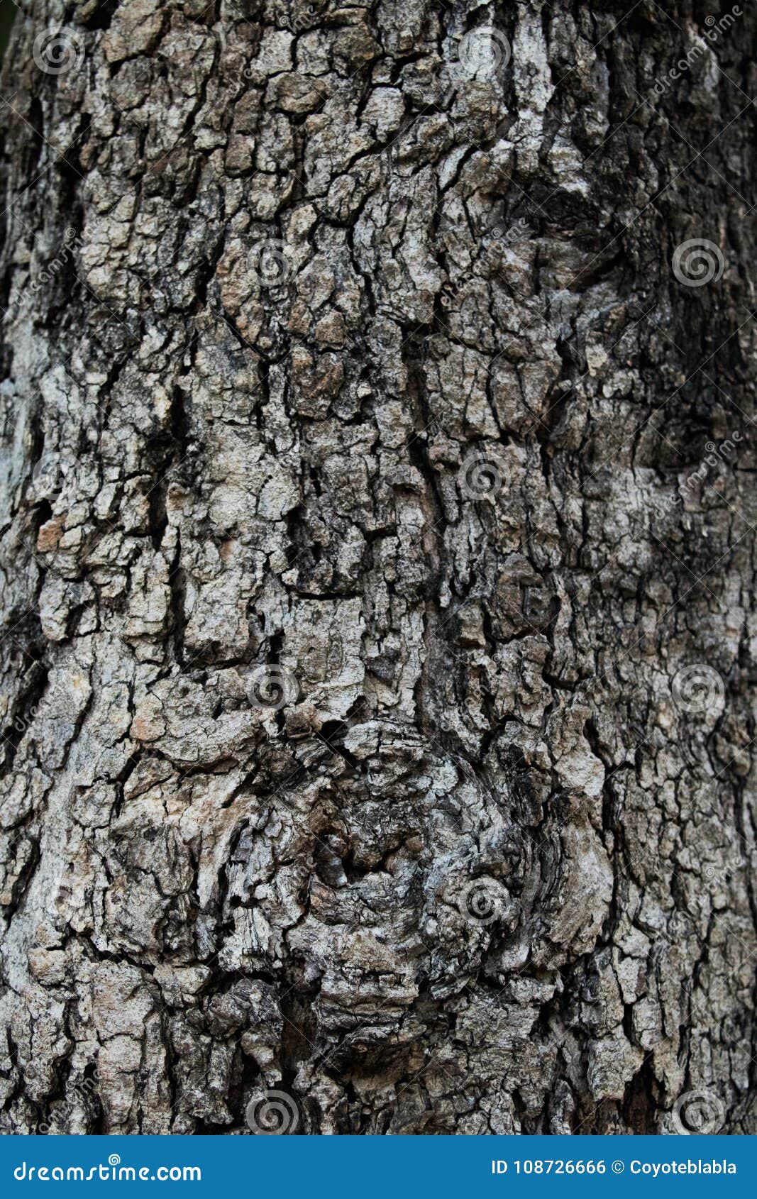 Claw Bark Texture Show Black-brown Rough Texture and Eyeball from ...