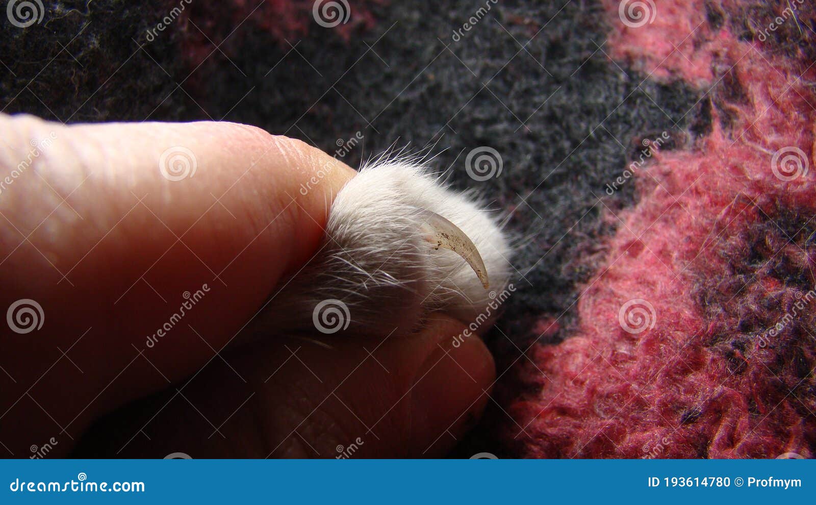 The claw of the cat . stock photo. Image of design, black - 193614780