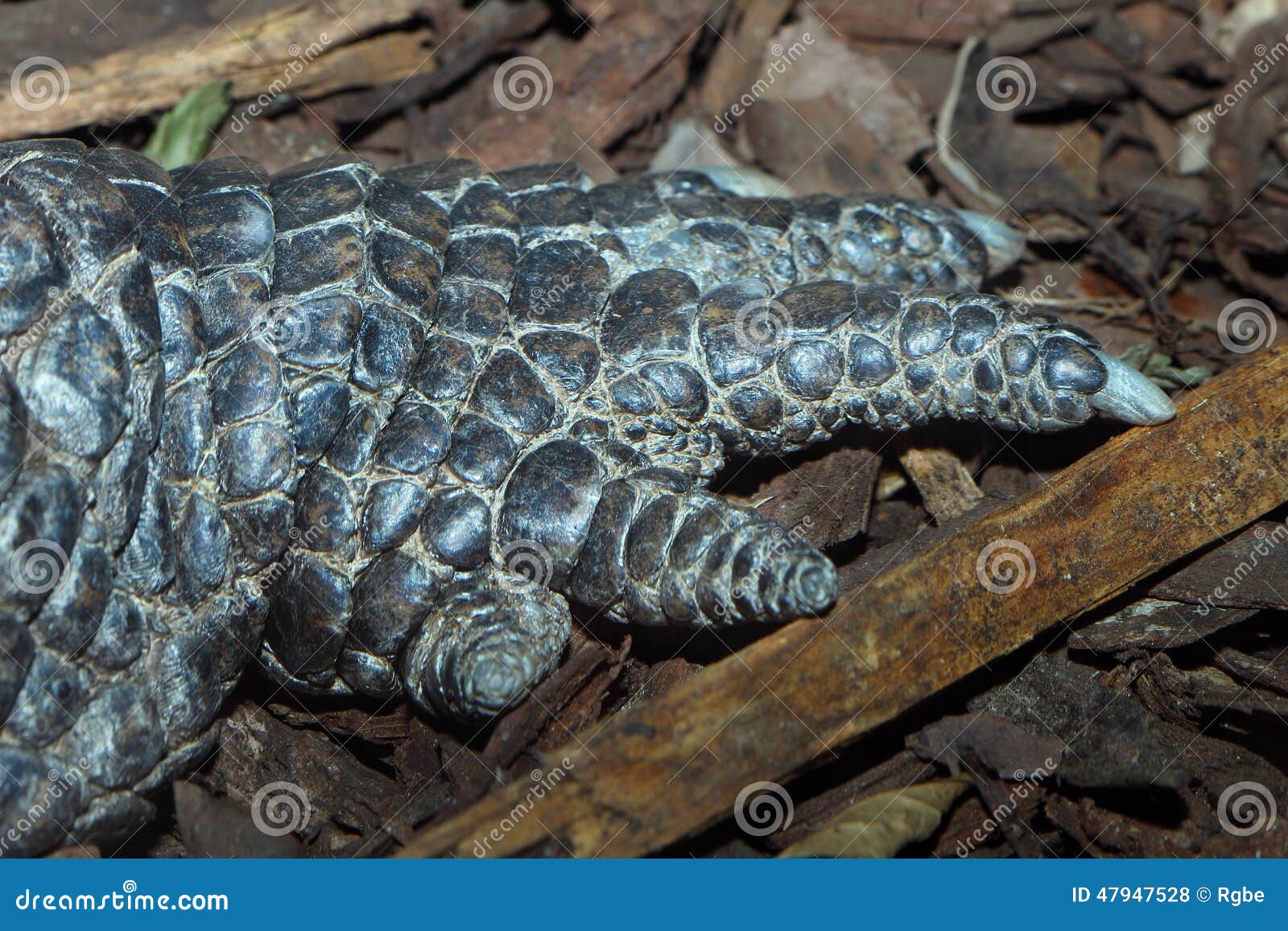 Claw of crocodile stock photo. Image of lovely, nature - 47947528