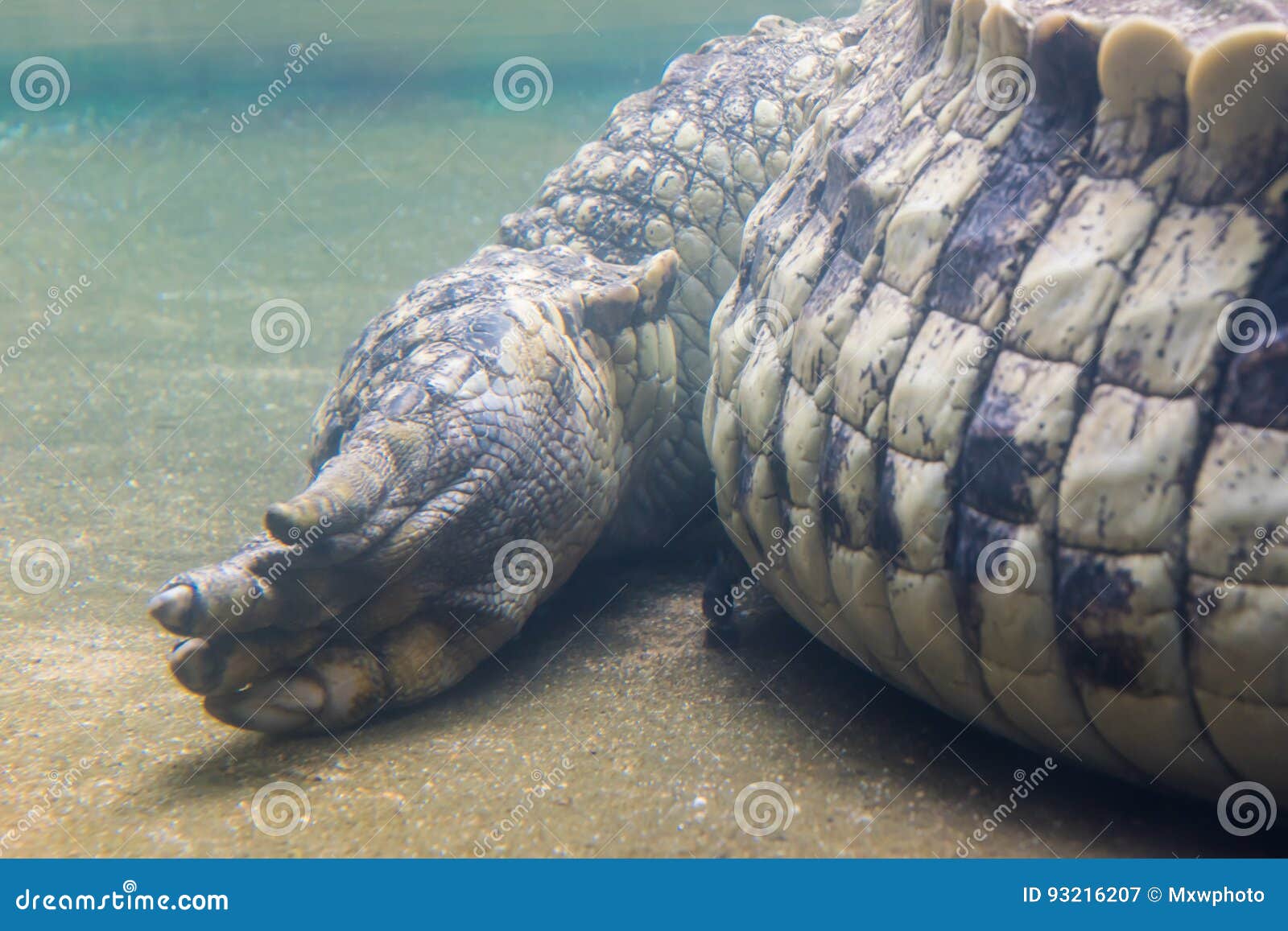 Claw Foot and Tail of Croc Crocodile Under Water Stock Image - Image of ...