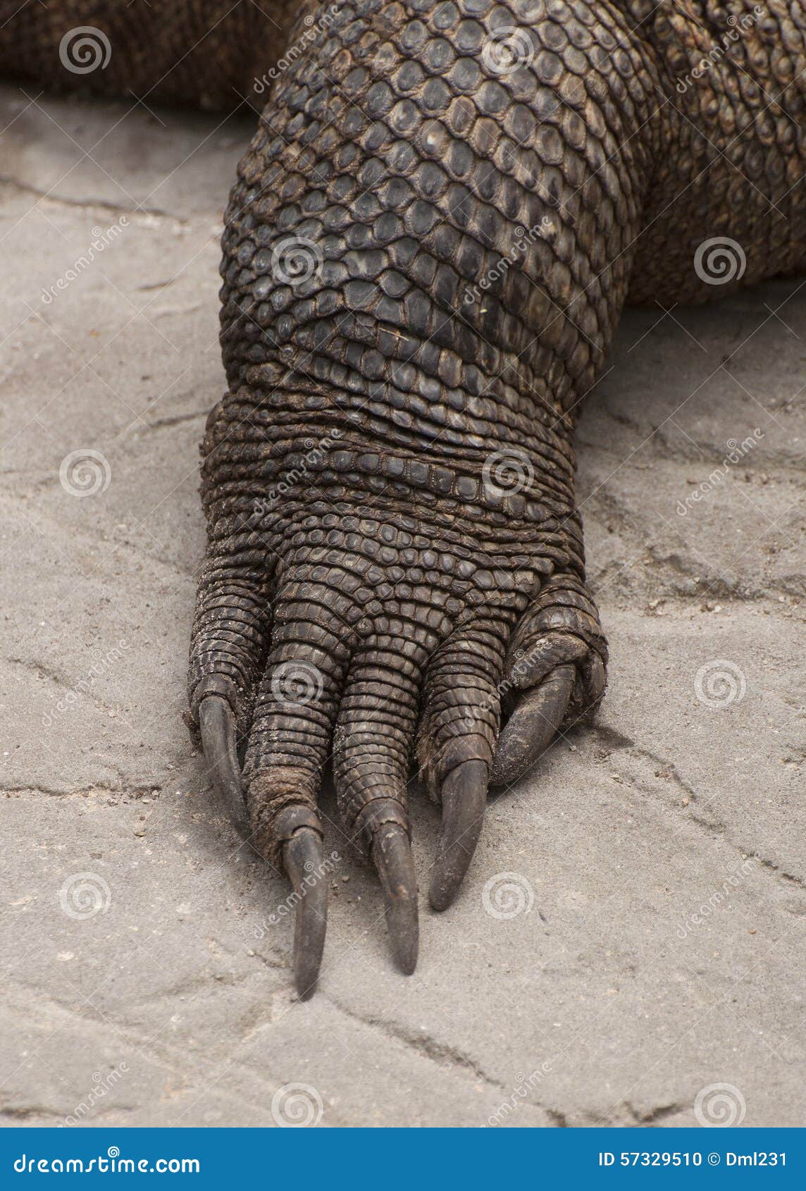 Komodo Dragons Claws