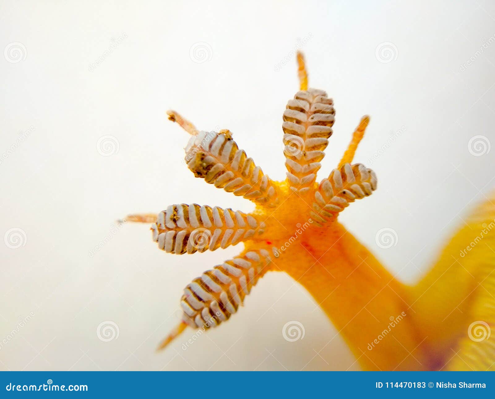 Claw of lizard stock image. Image of close, five, reptiles - 114470183