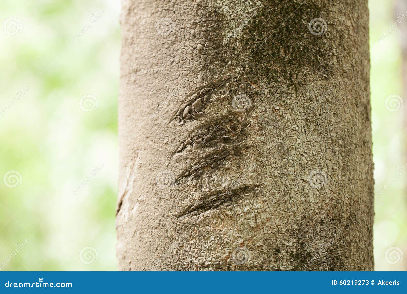 Claw mark stock image. Image of beast, mark, wall, scratches - 60219273