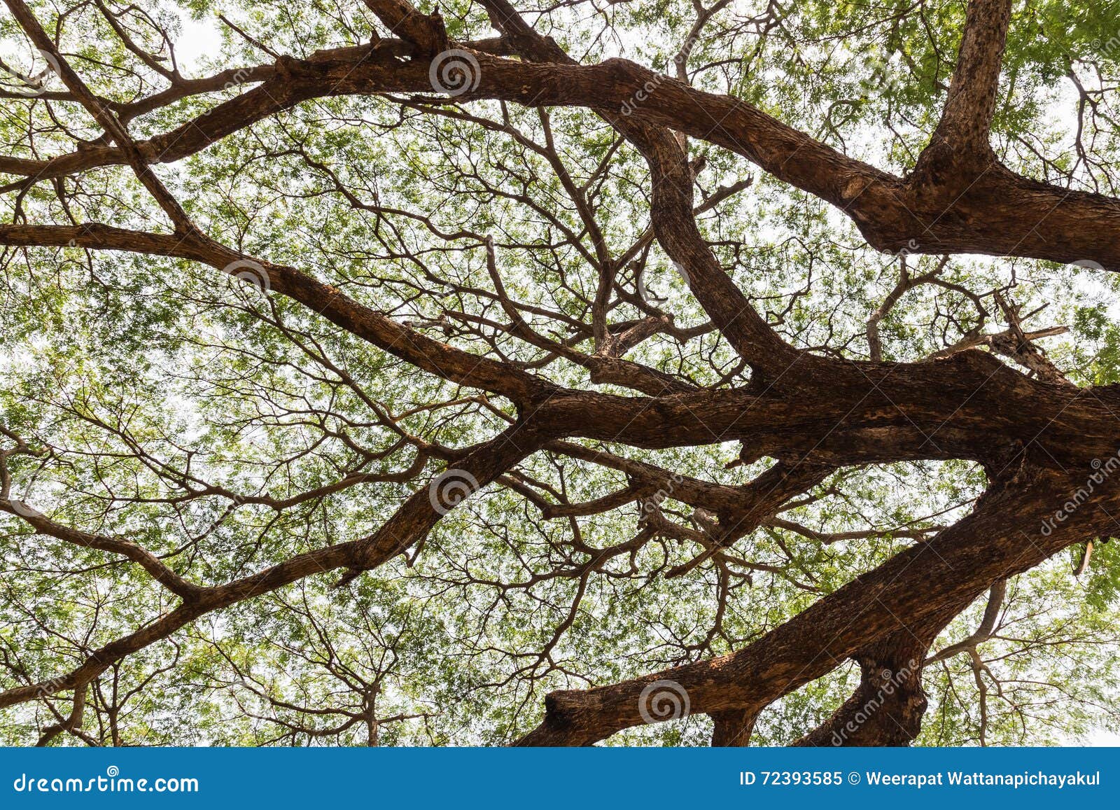 The Claw Tree stock image. Image of detail, leaf, closeup - 72393585