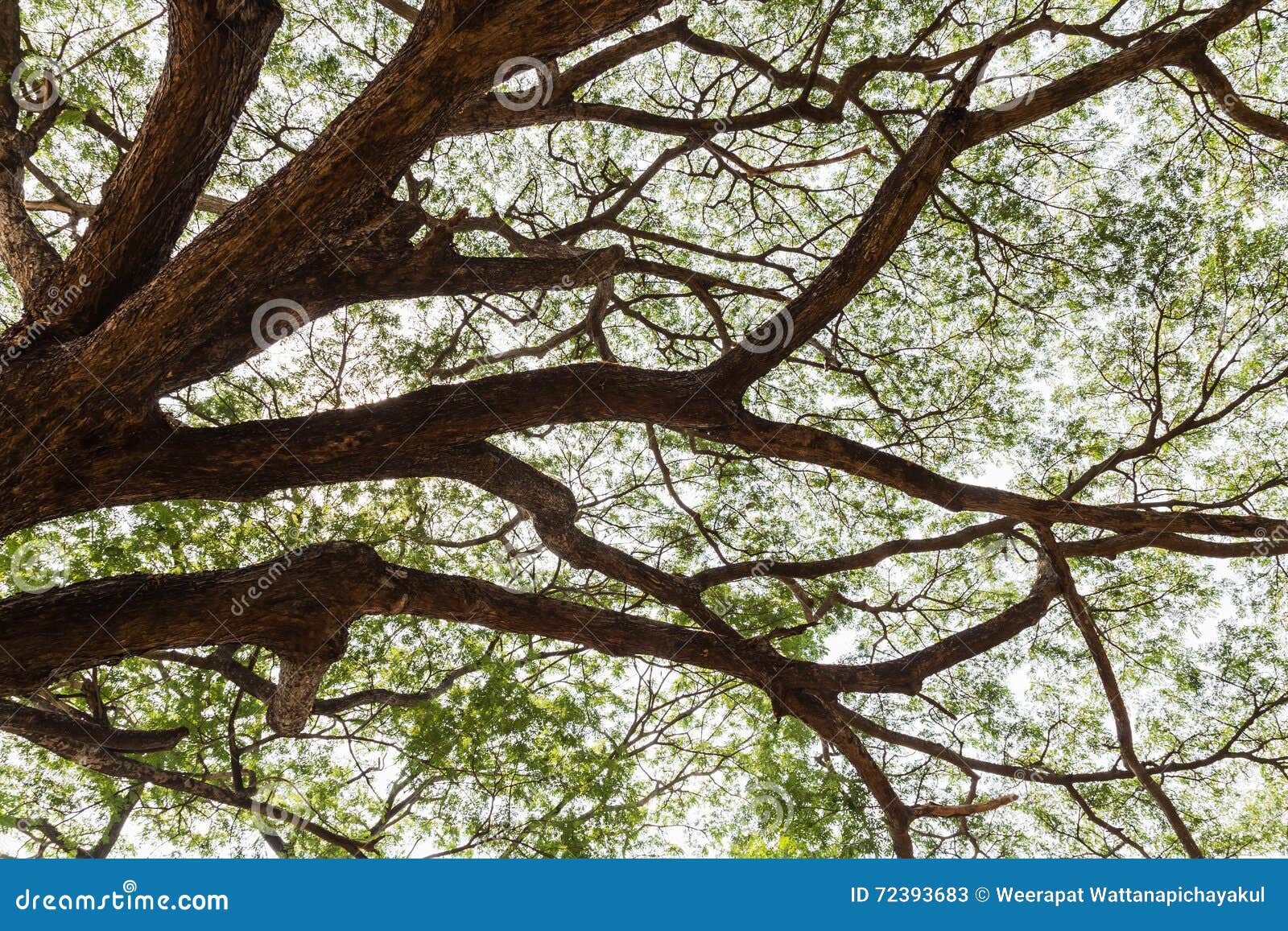 The Claw Tree stock image. Image of form, closeup, shape - 72393683