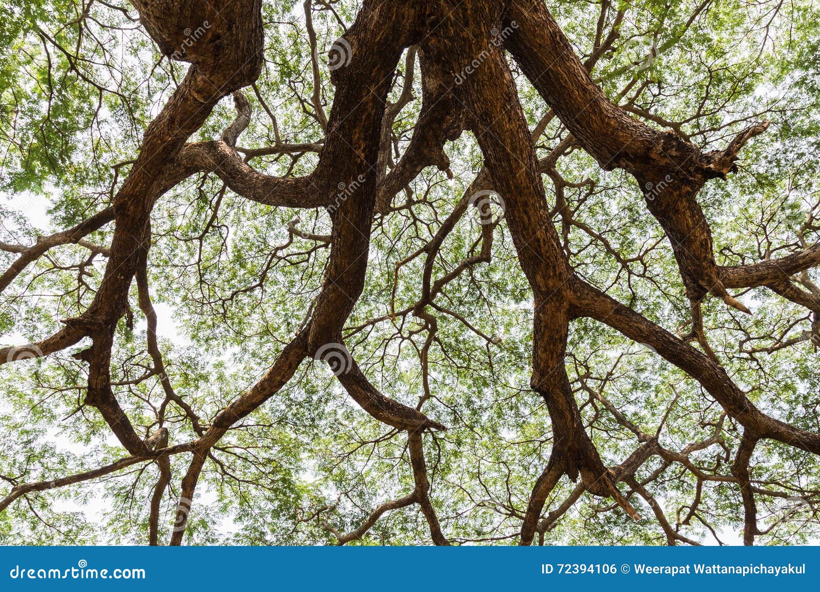 The Claw Tree stock photo. Image of shape, detail, natural - 72394106