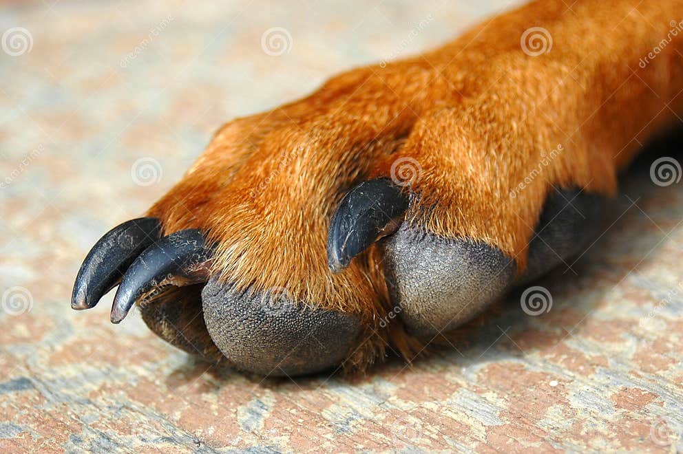 Claws stock image. Image of doggies, foot, dogs, animal - 1557785