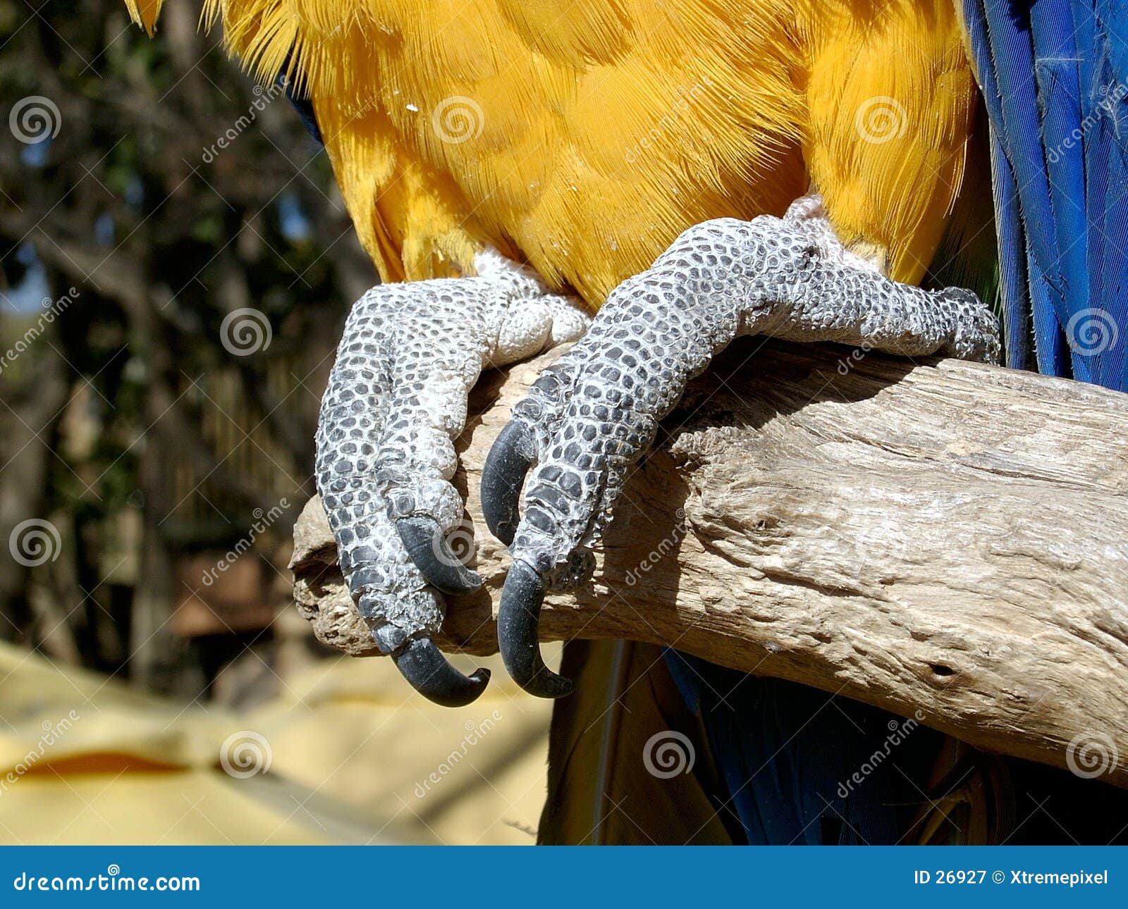 Claws stock image. Image of hurt, feathers, pain, nuts, claws - 26927